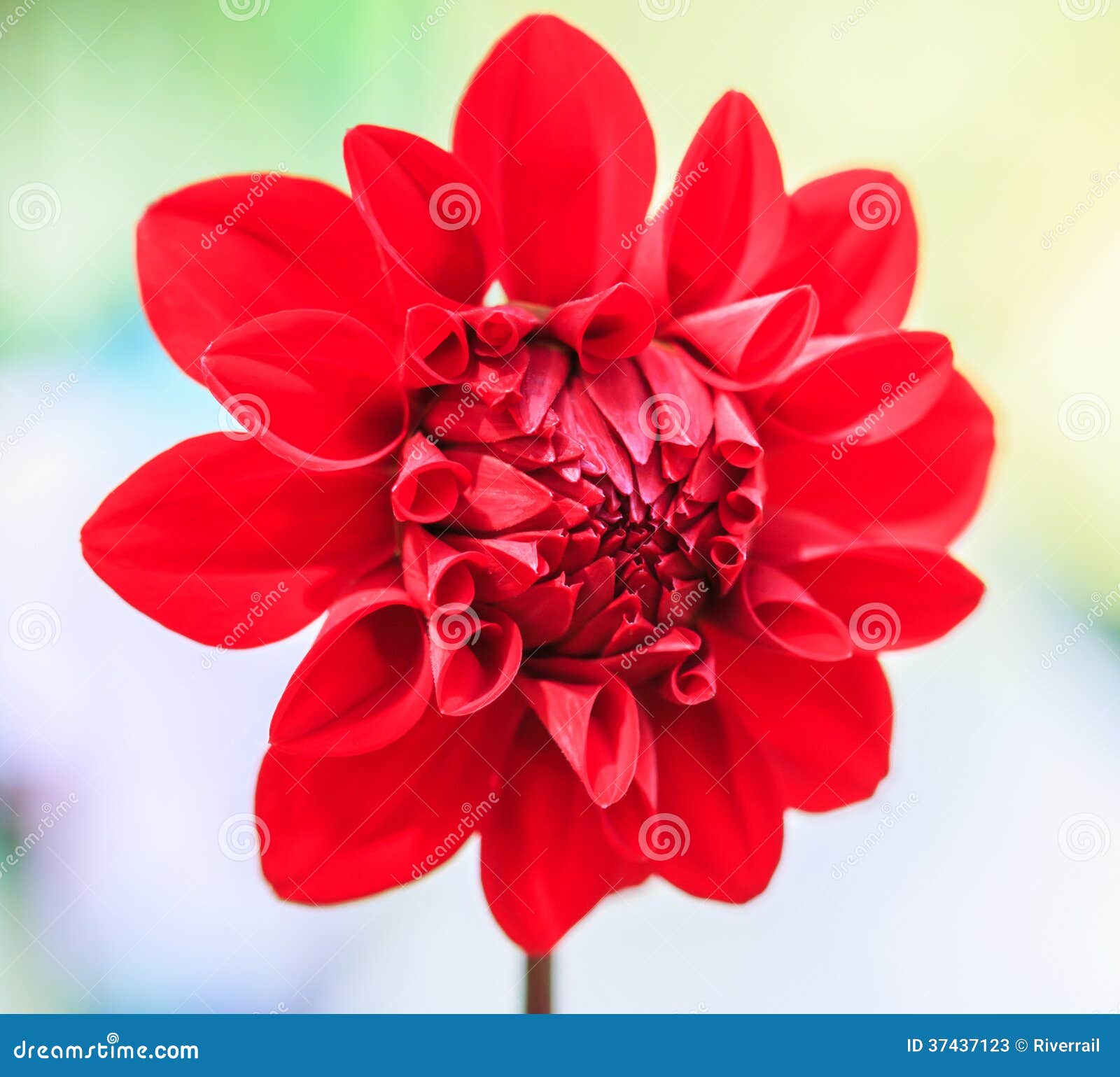 Dalia roja imagen de archivo. Imagen de belleza, pétalo - 37437123