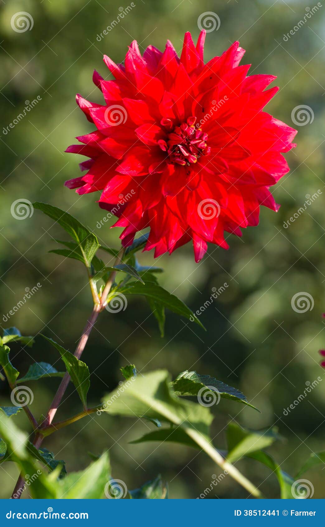 Dalia roja imagen de archivo. Imagen de flora, elegancia - 38512441