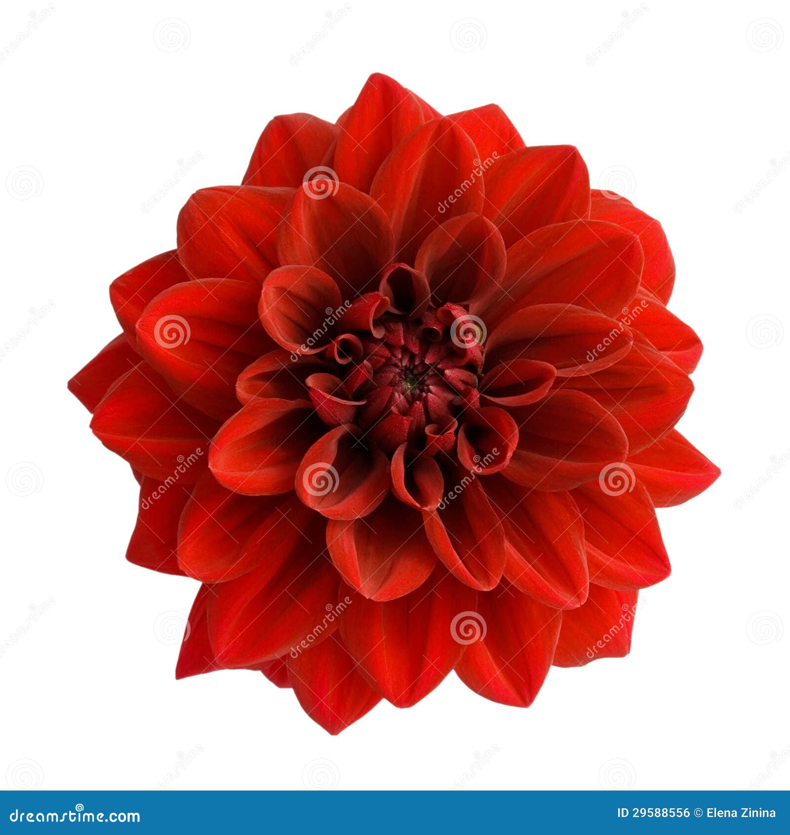 Dalia Roja Aislada En El Fondo Blanco Foto de archivo - Imagen de ...