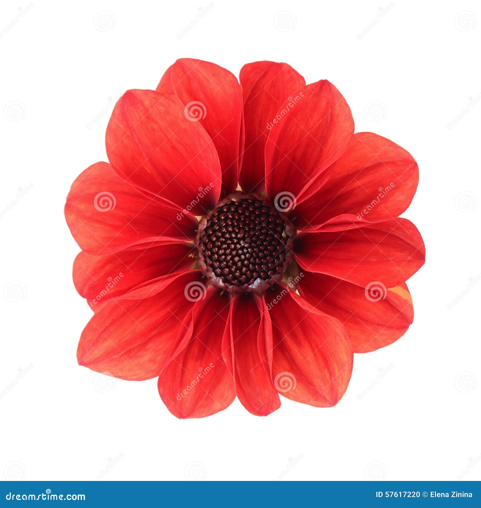 Dalia Roja Aislada En El Fondo Blanco Foto de archivo - Imagen de ...