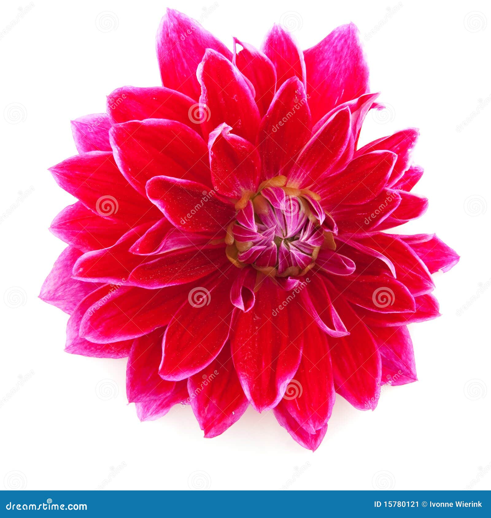 Dalia roja del cacto imagen de archivo. Imagen de fondo - 15780121