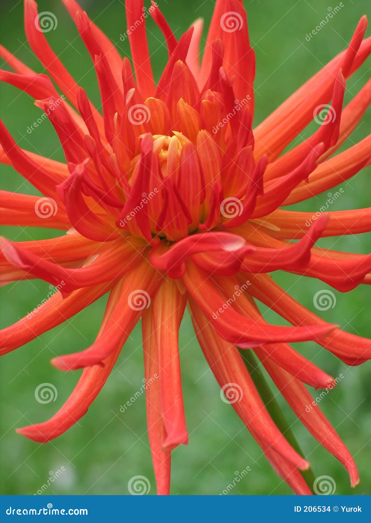 Dalia roja floreciente foto de archivo. Imagen de aire - 206534