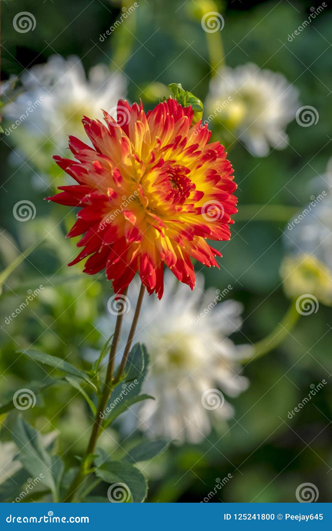 Dalia Roja Y Amarilla Brillante Foto de archivo - Imagen de dalia ...