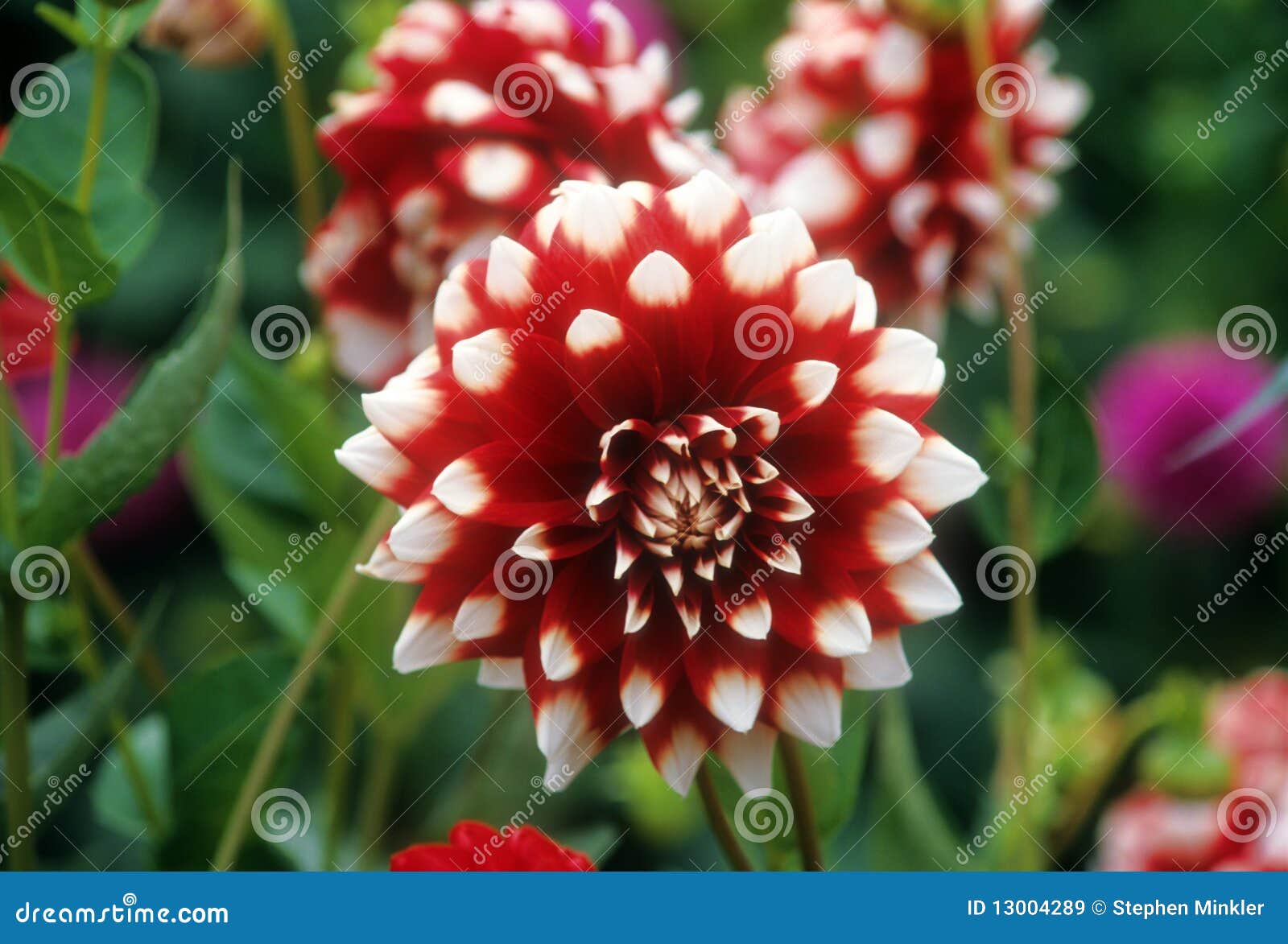 Dalia roja y blanca imagen de archivo. Imagen de colorido - 13004289