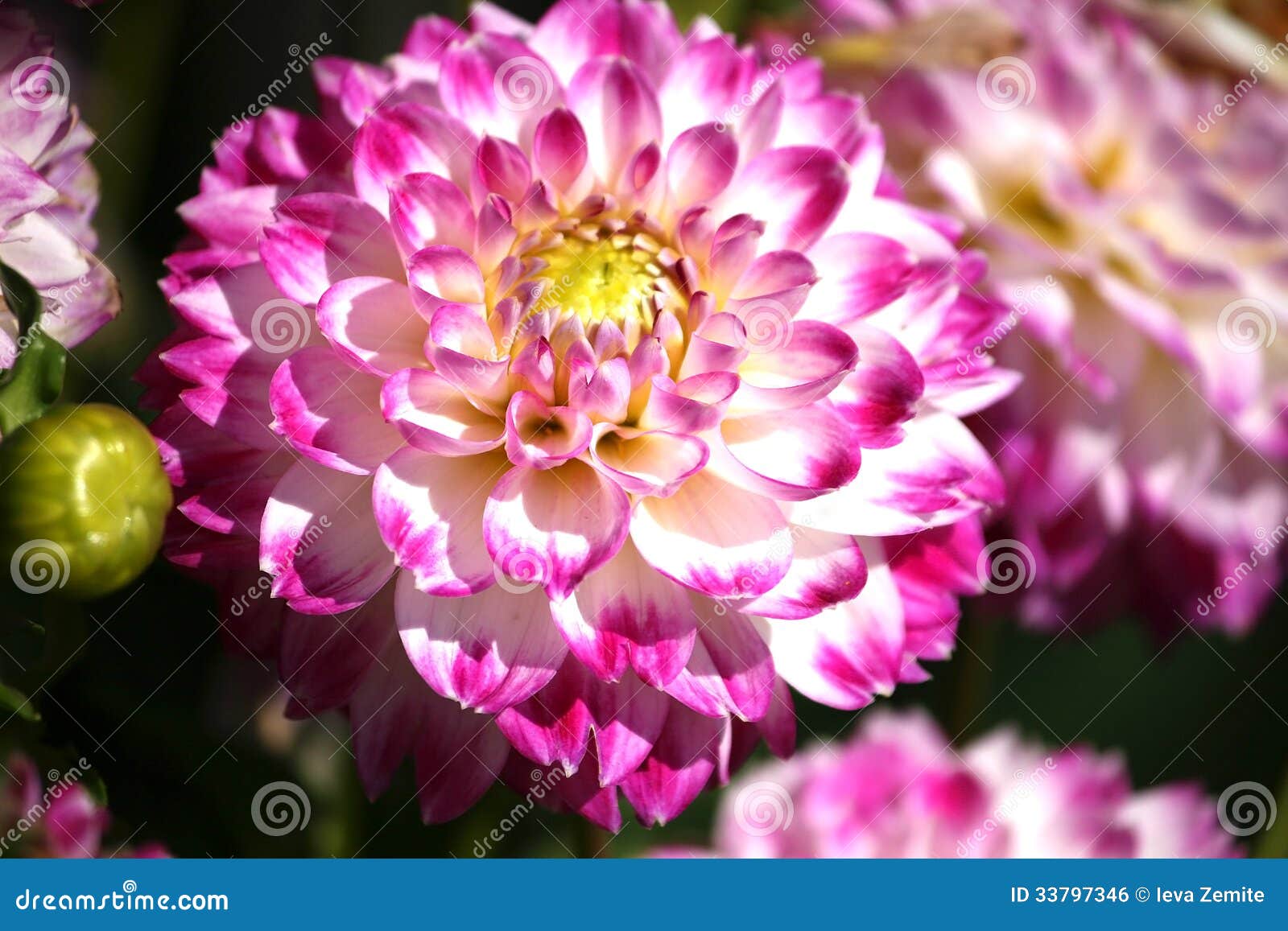 Dalia rosa fotografia stock. Immagine di colore, centro - 33797346