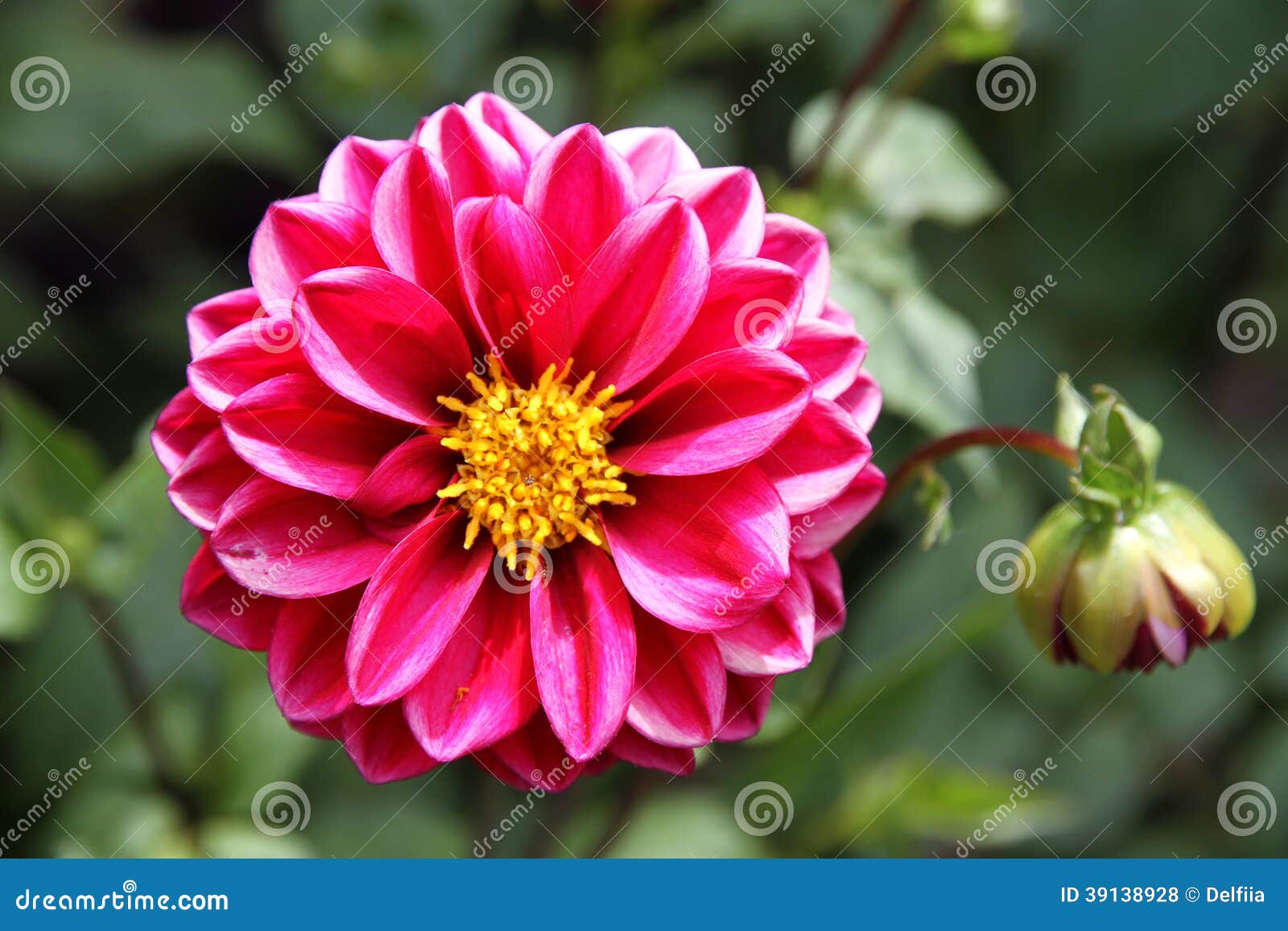 Dalia Rosa Luminosa in Un Giardino. Fotografia Stock - Immagine di ...