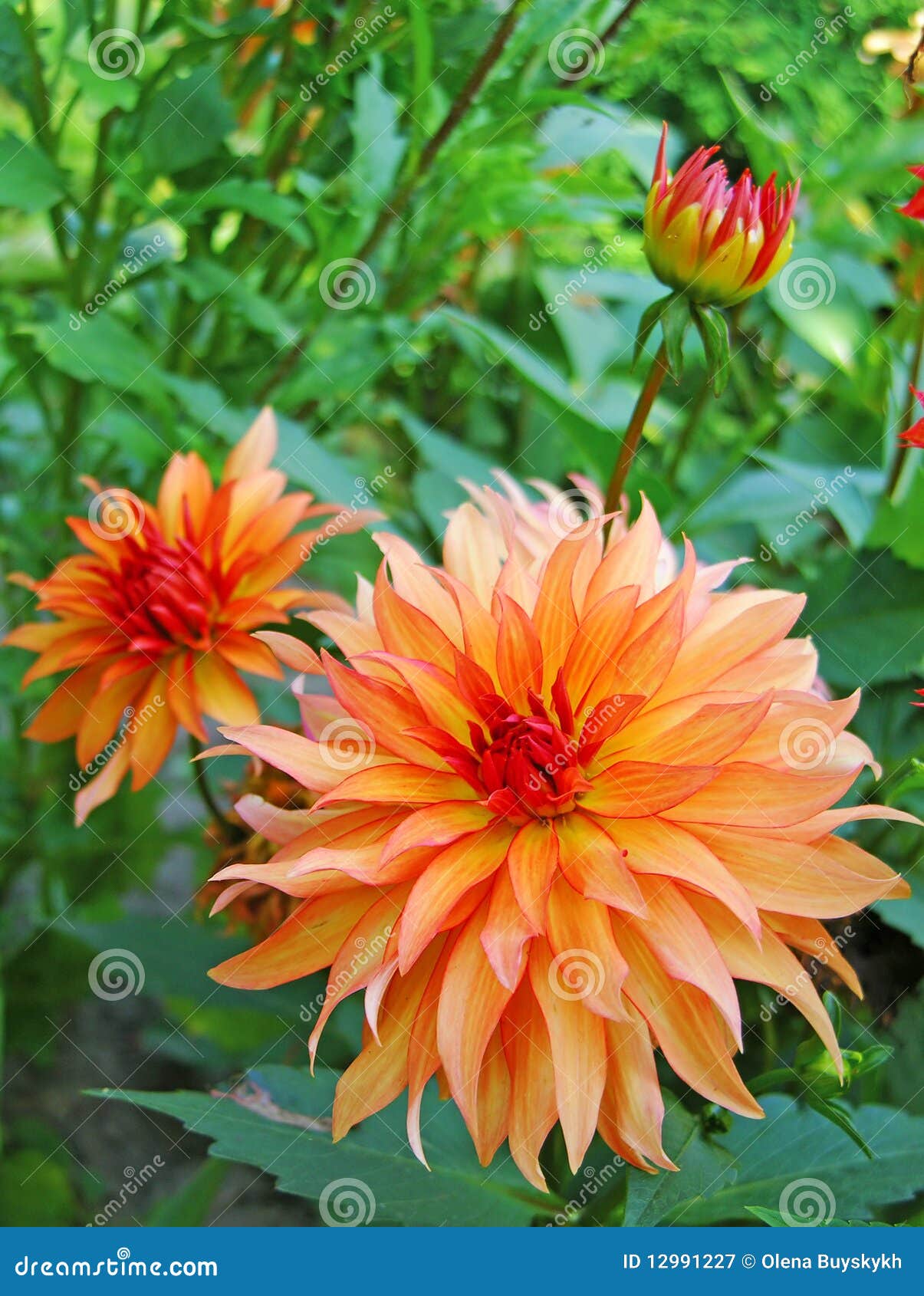 Dalia rosada imagen de archivo. Imagen de cacto, verde - 12991227