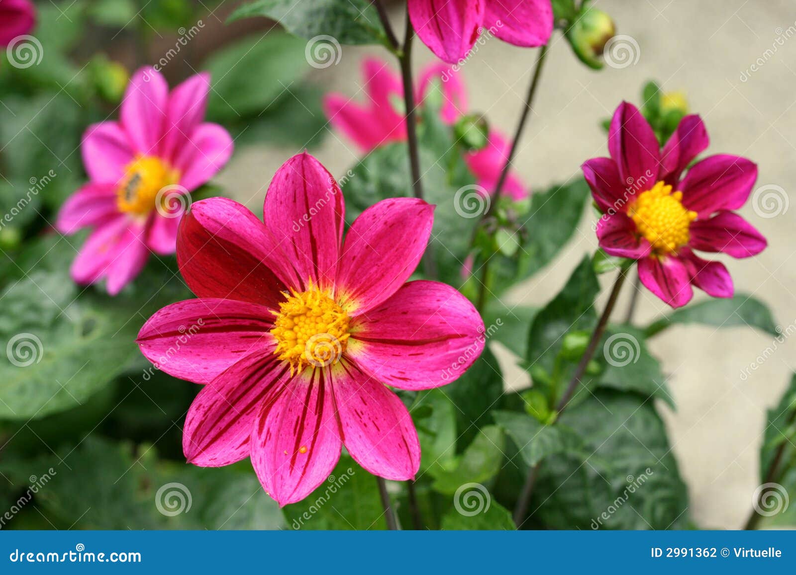 Dalia rosada foto de archivo. Imagen de dalia, flor, cierre - 2991362