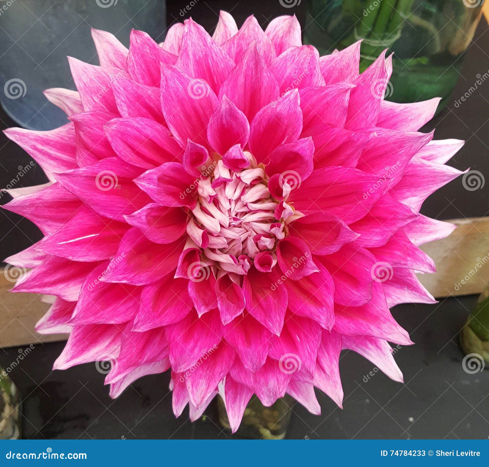 Daliah стоковое изображение. изображение насчитывающей георгин - 74784233