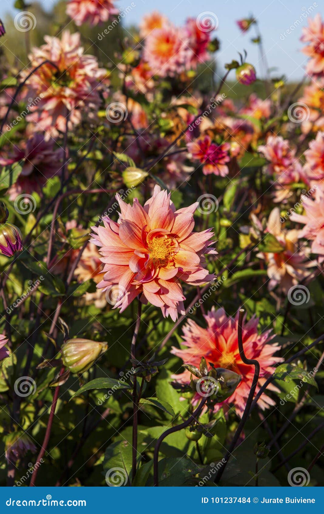 Dalie zdjęcie stock. Obraz złożonej z dzień, biały, kwiat - 101237484