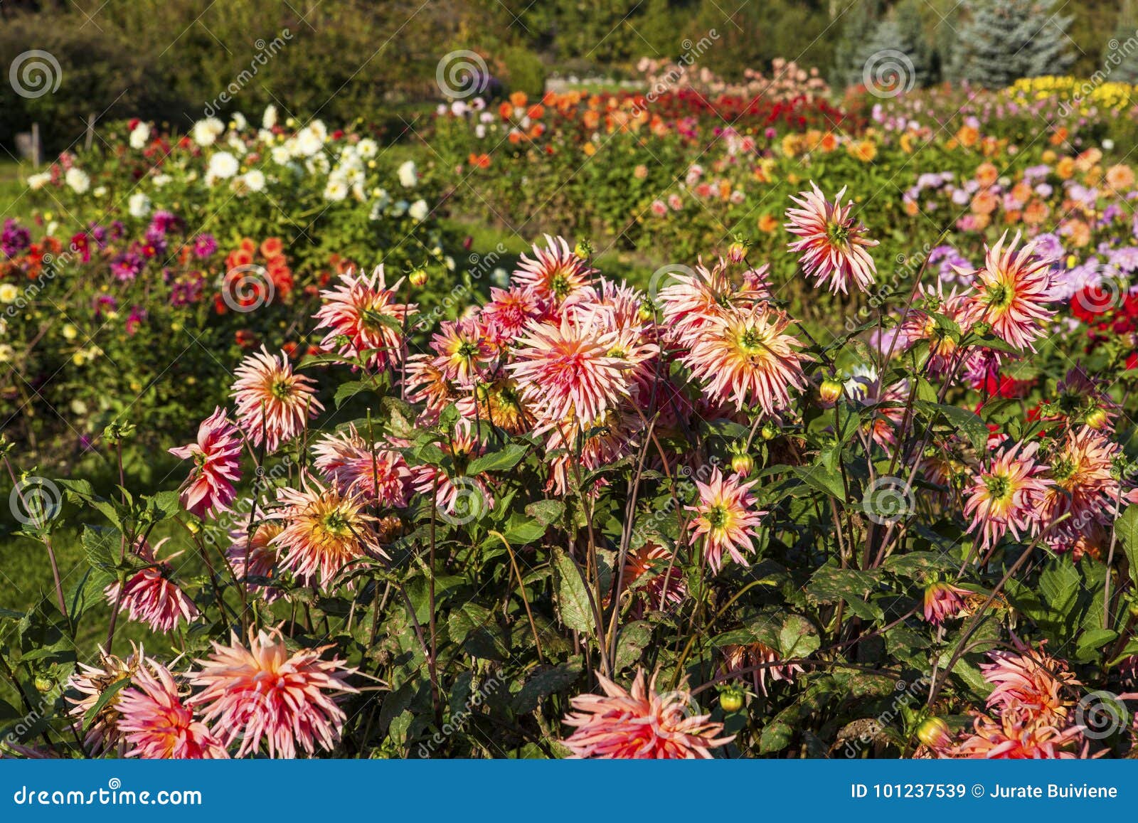 Dalie immagine stock. Immagine di estate, giardino, bianco - 101237539