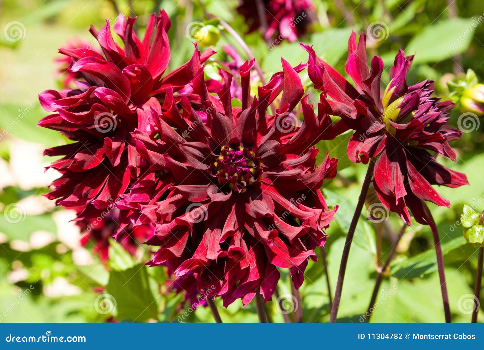 Dalie rosse fotografia stock. Immagine di alimentazione - 11304782