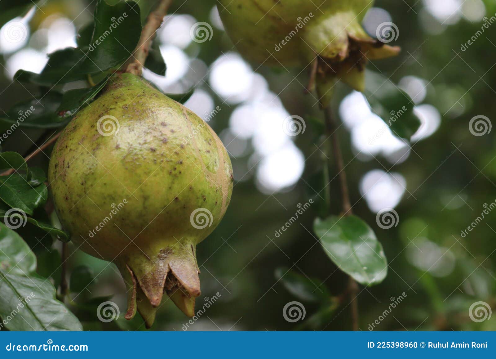 Dalim (Anar) in the Tree in Garden Stock Photo - Image of branch, plant ...