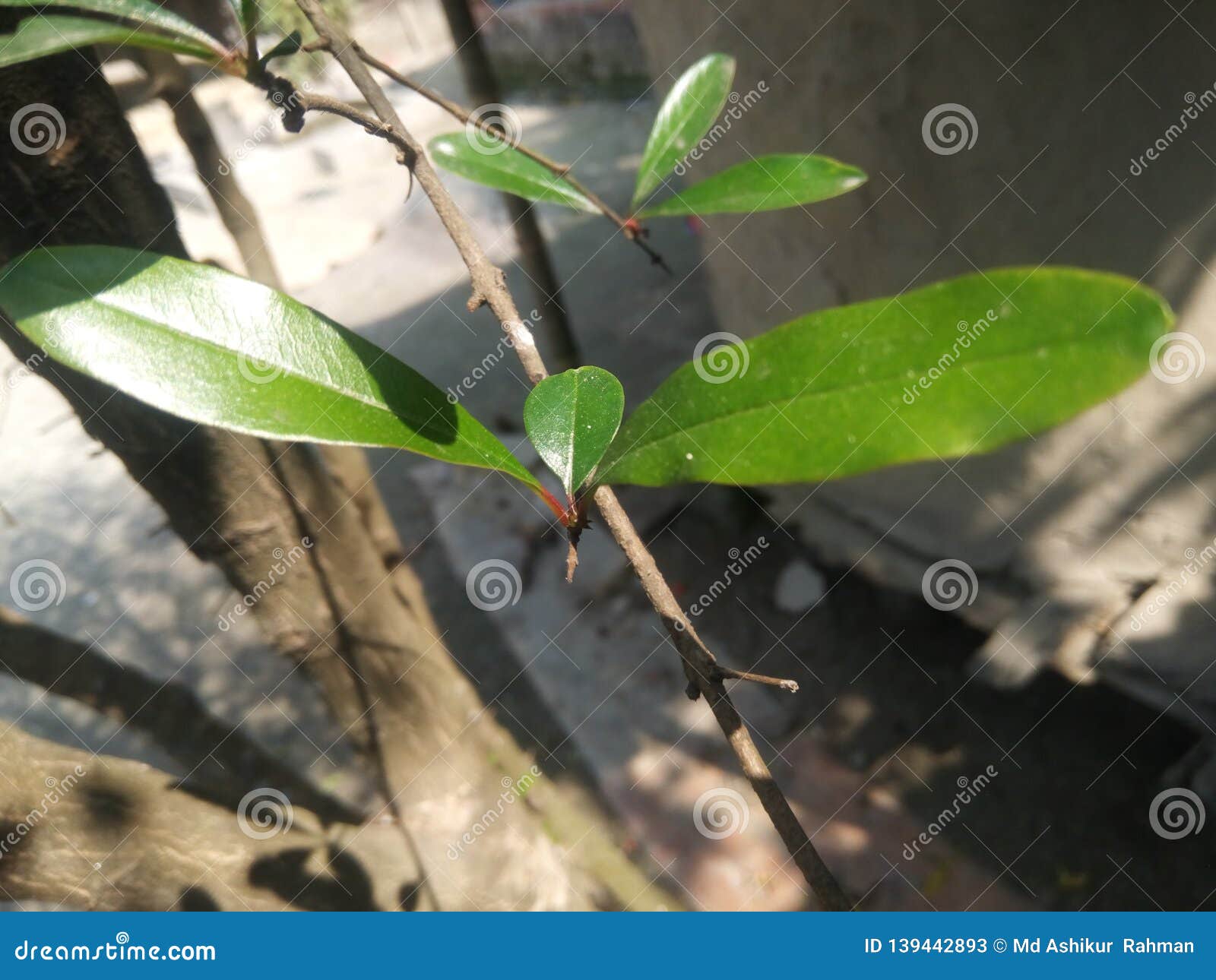Dalim pata stock image. Image of leaf, dalim, beautiful - 139442893