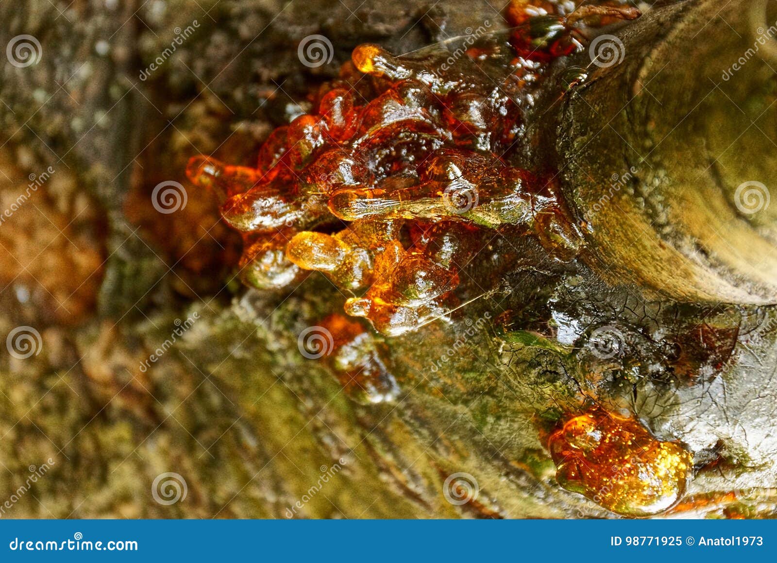 Dalingen Van Bevroren Hars Op De Schors Van Een Boom Stock Afbeelding ...
