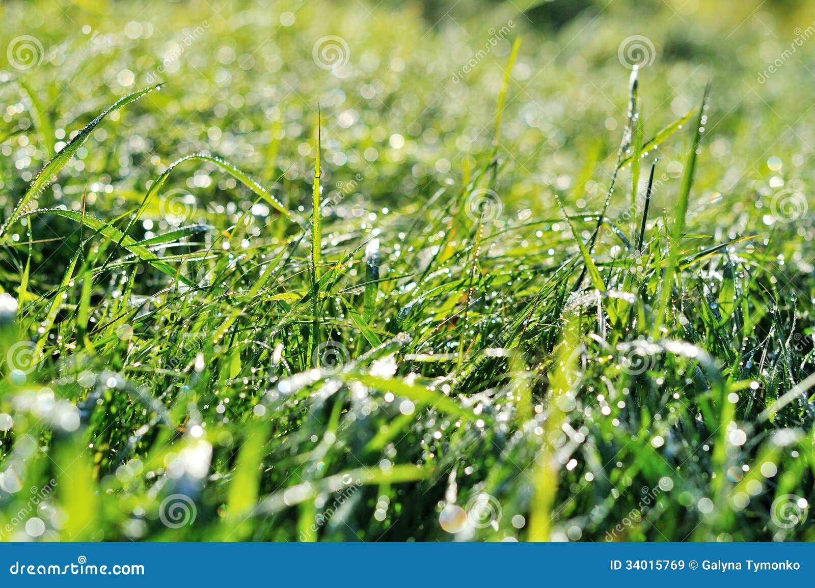 Dalingen Van Dauw Op Een Gras Stock Afbeelding - Image of klimaat ...