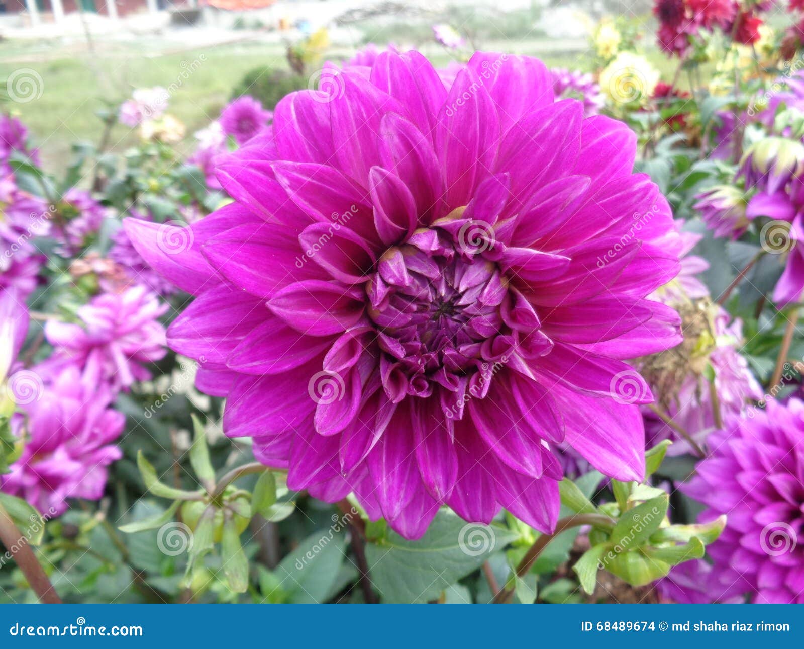 Daliya Flower stock photo. Image of daliya, leaf, beautiful - 68489674