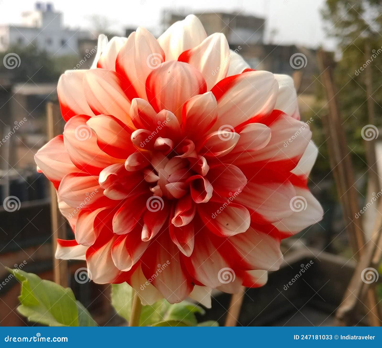Daliya Flower Stock Photos - Free & Royalty-Free Stock Photos from ...