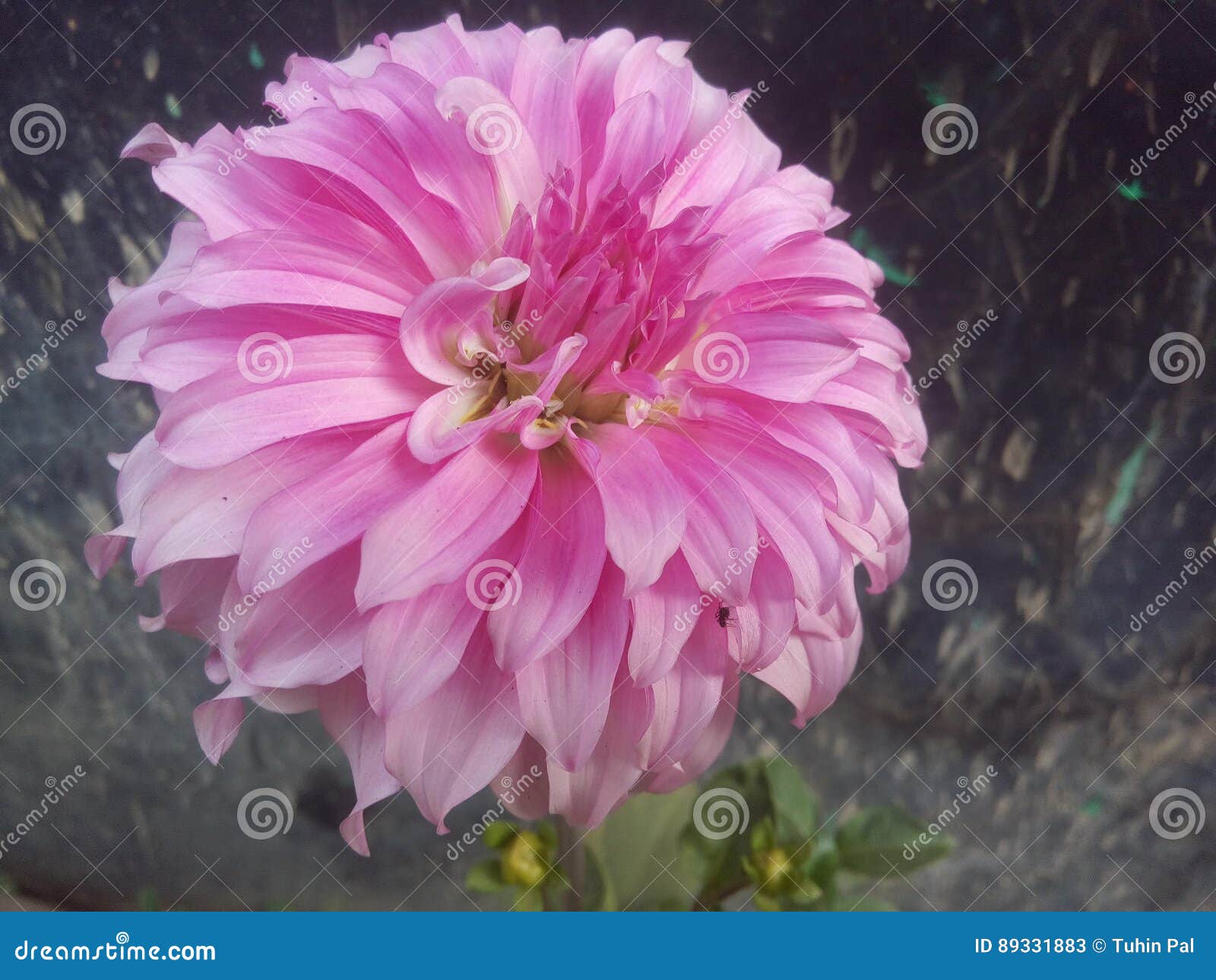 Daliya flower. stock image. Image of flower, beautiful - 89331883