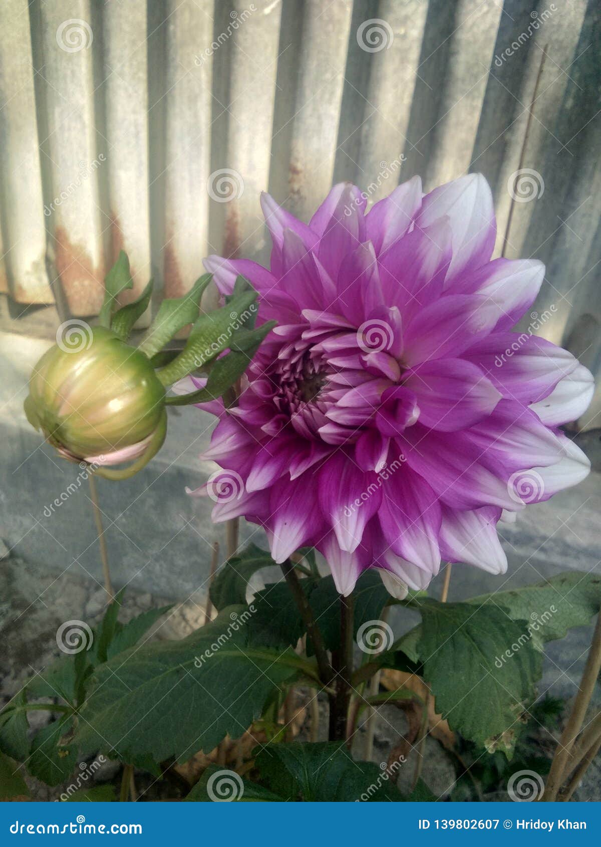 Daliya Flower stock image. Image of daliya, nice, flower - 139802607