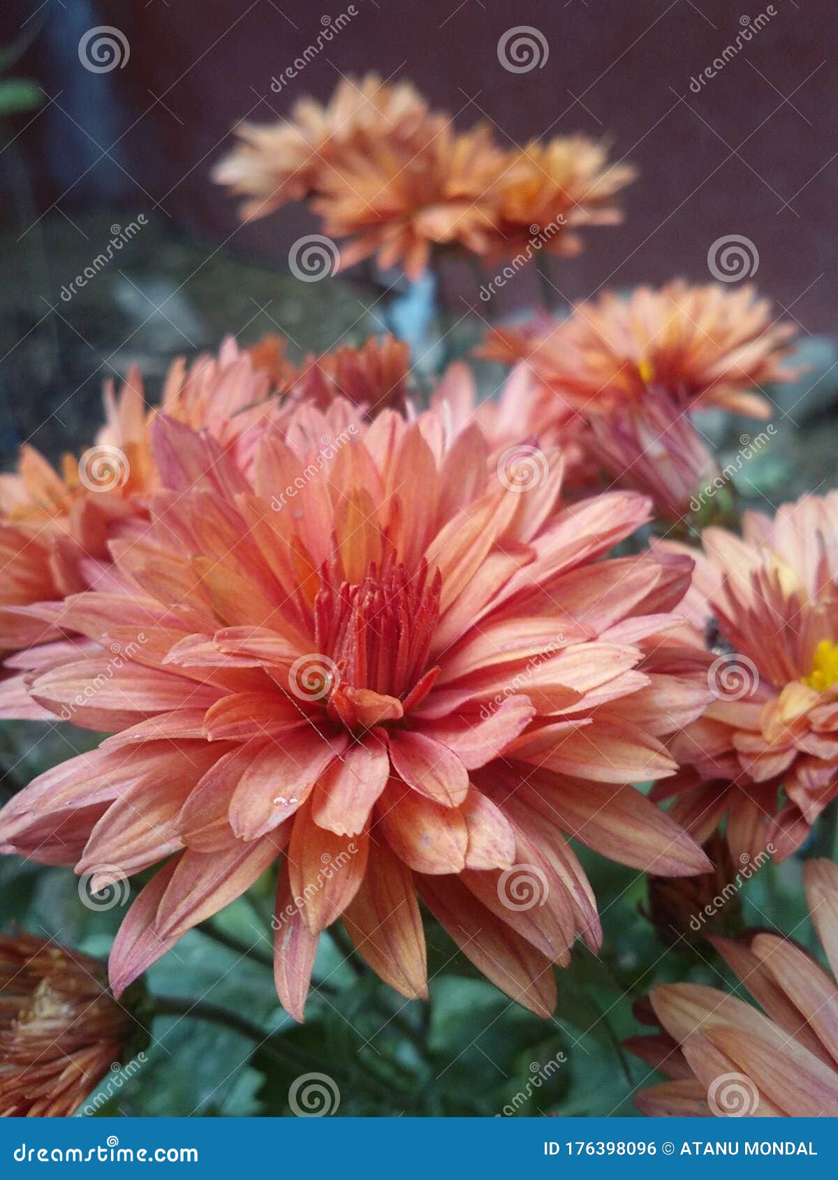 Daliya flowers , stock photo. Image of flowers, nature - 176398096