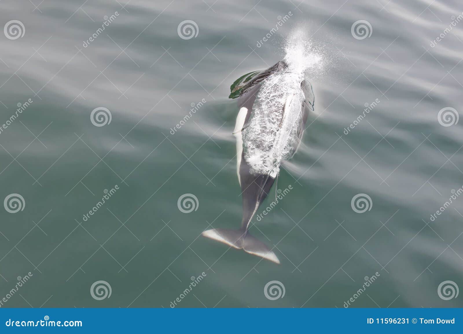 Dall Porpoise in ocean stock image. Image of rear, ocean - 11596231