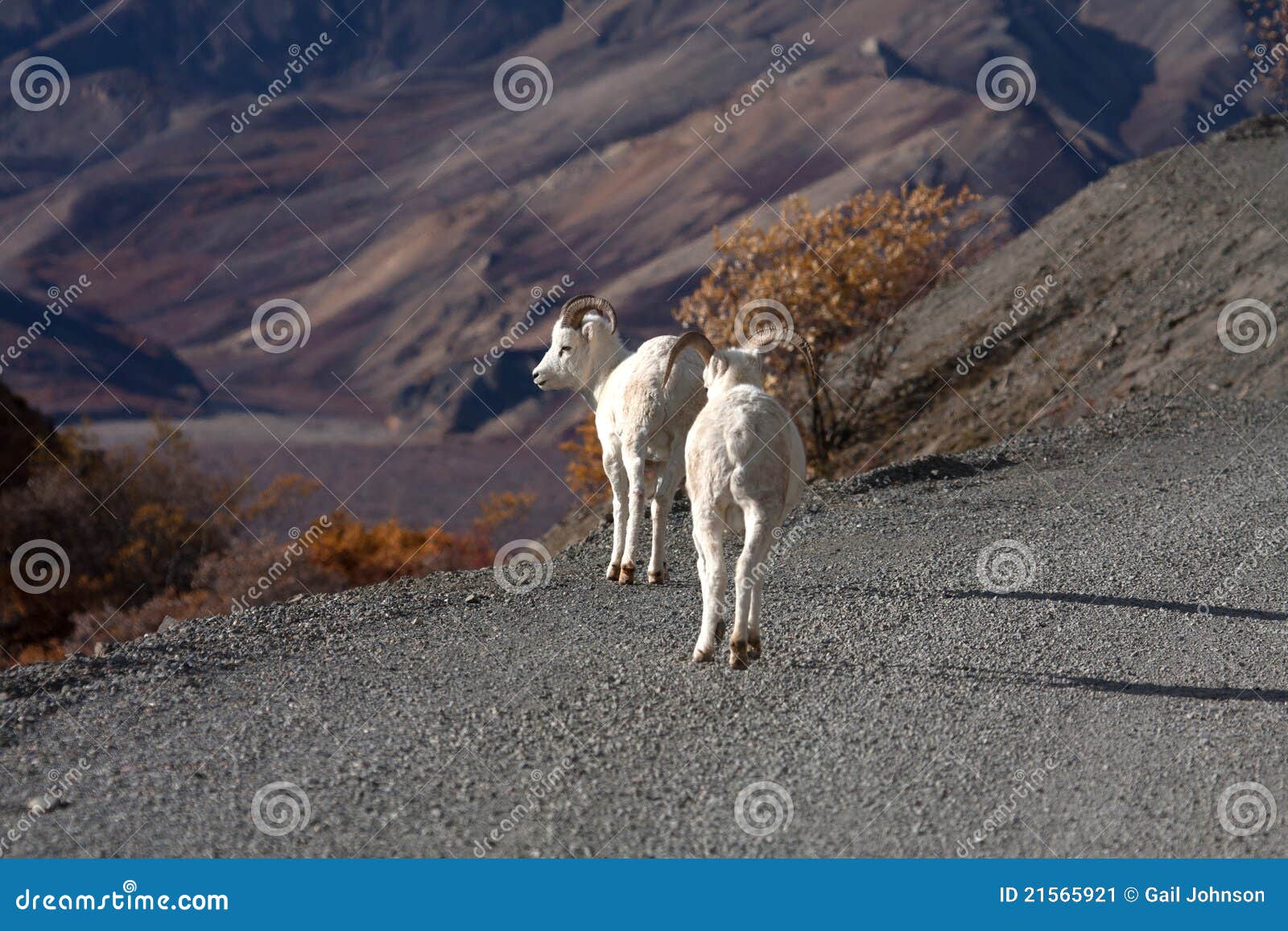 107 Sheep Bus Stock Photos - Free & Royalty-Free Stock Photos from ...