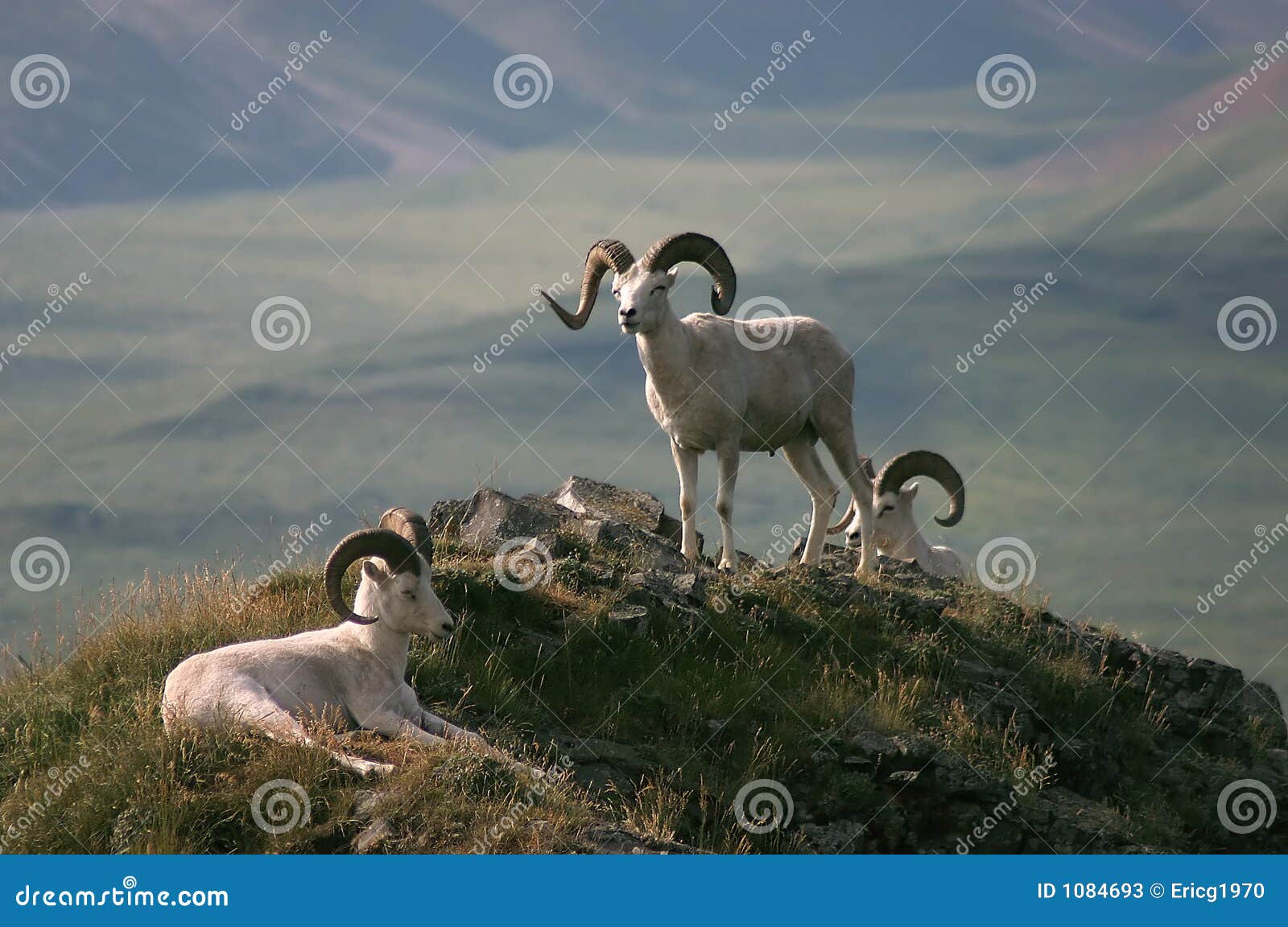 Dall Sheep in Alaska stock image. Image of alaska, peace - 1084693