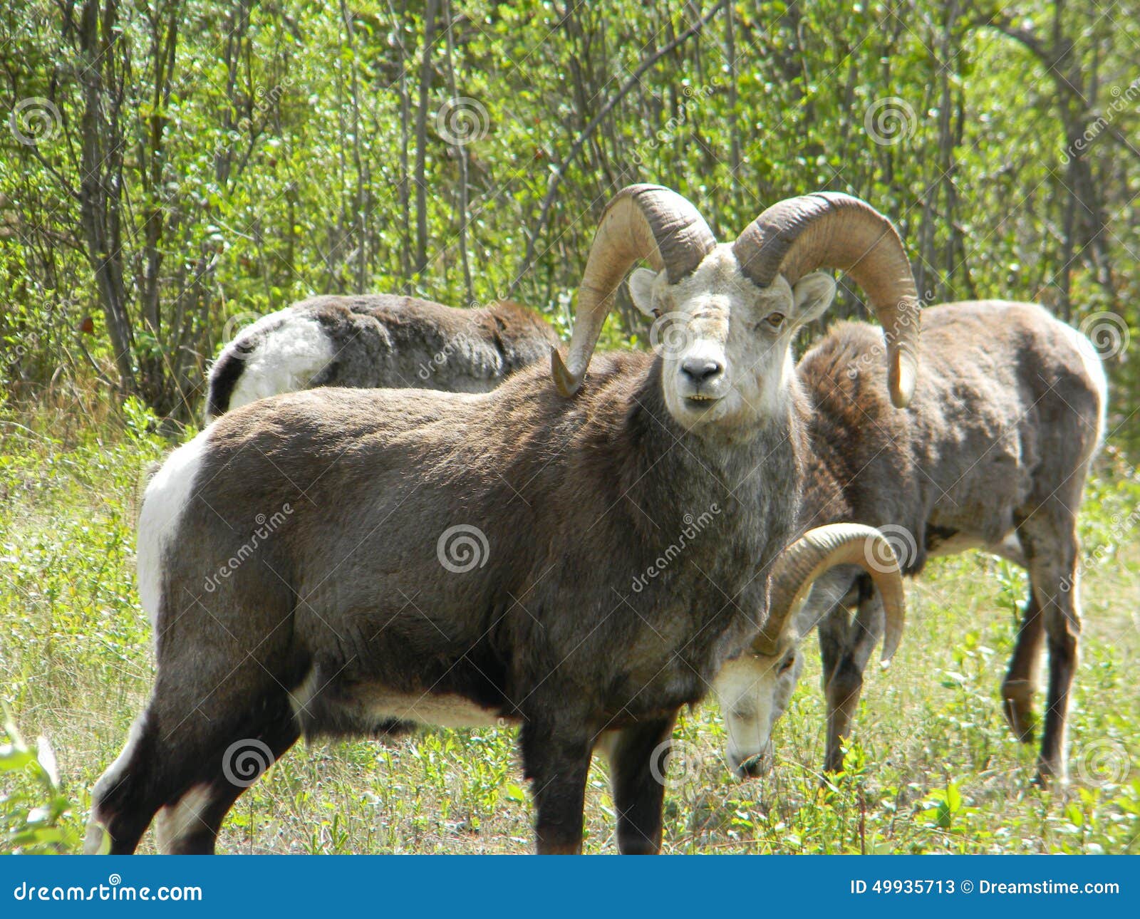 Dall sheep in Alaska stock image. Image of close, dall - 49935713