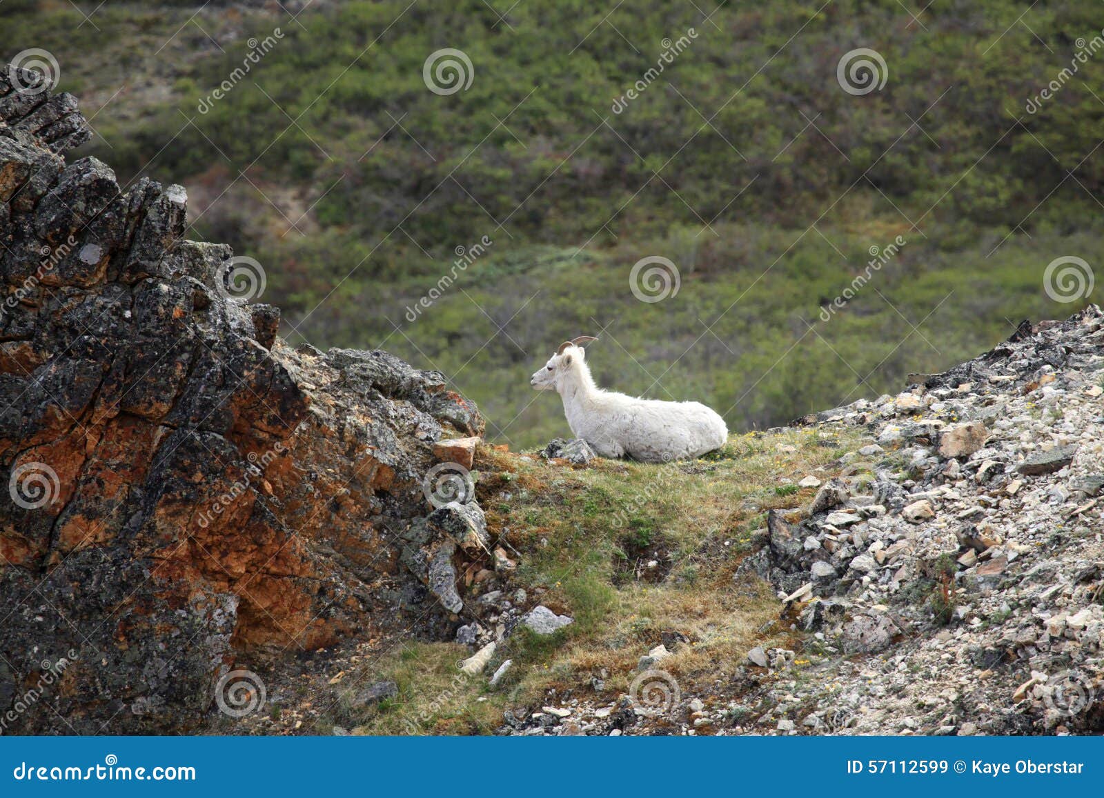 Dall Sheep at Denali National Park Stock Image - Image of nature ...