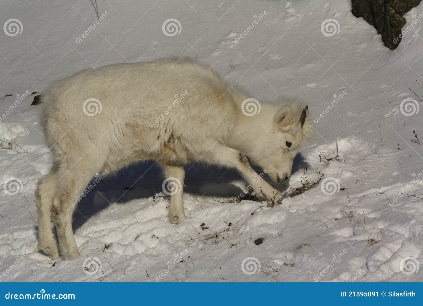 Dall Sheep Lamb stock image. Image of white, pawing, alaska - 21895091