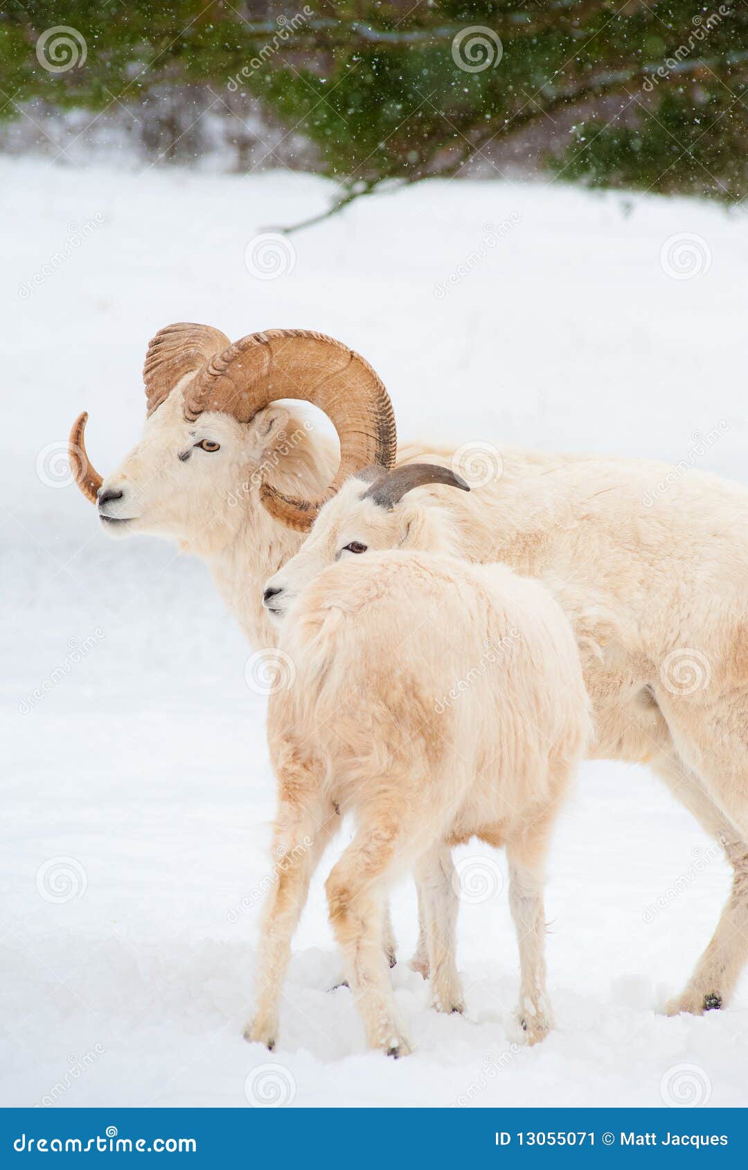 Dall Sheep in Natural Habitat Stock Image - Image of outdoor, nature ...