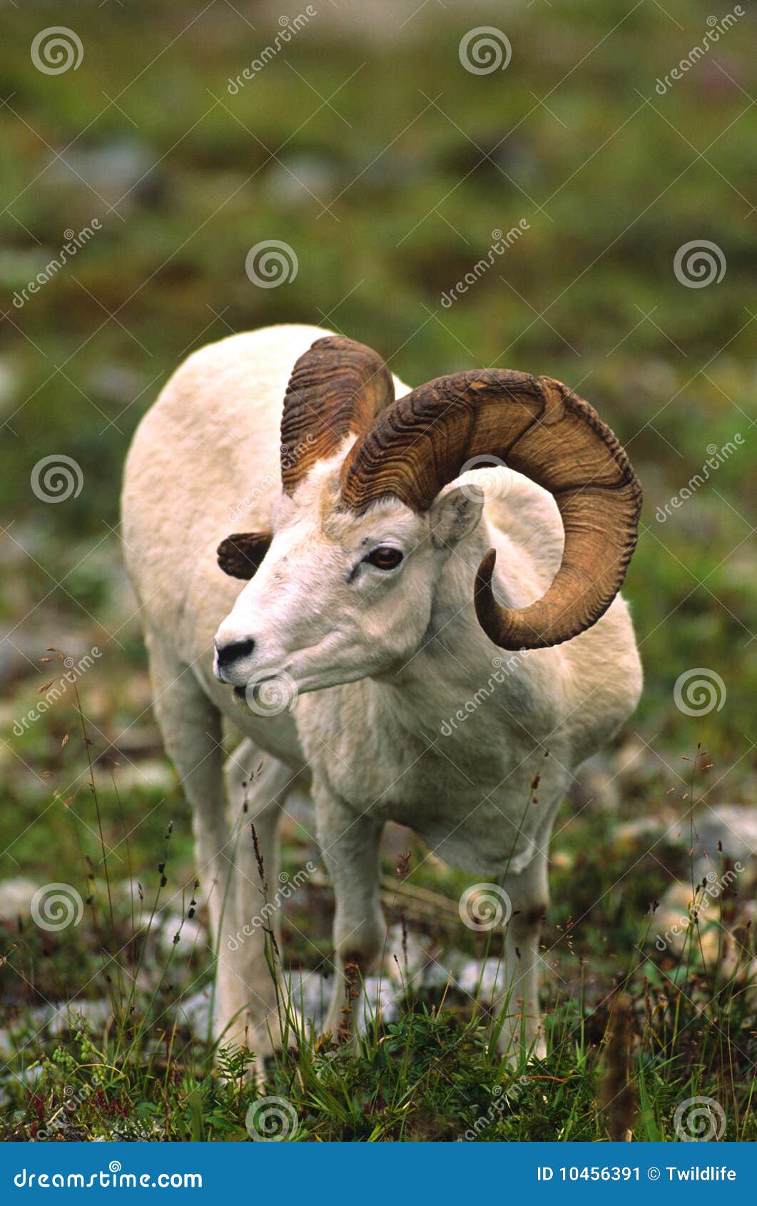 Dall Sheep Ram stock image. Image of mammal, wildlife - 10456391