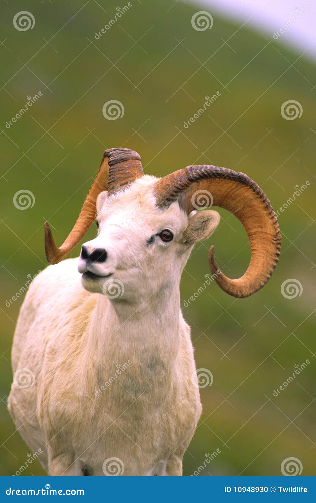 Dall Sheep Ram stock photo. Image of mammal, sheep, denali - 10948930