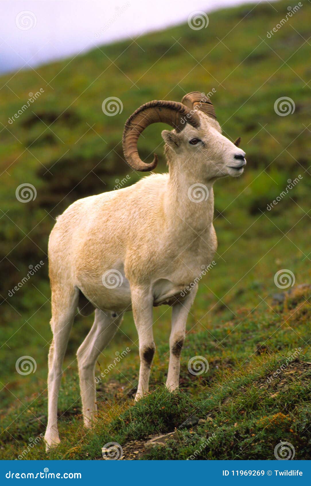 Dall Sheep Ram stock image. Image of wildlife, animal - 11969269