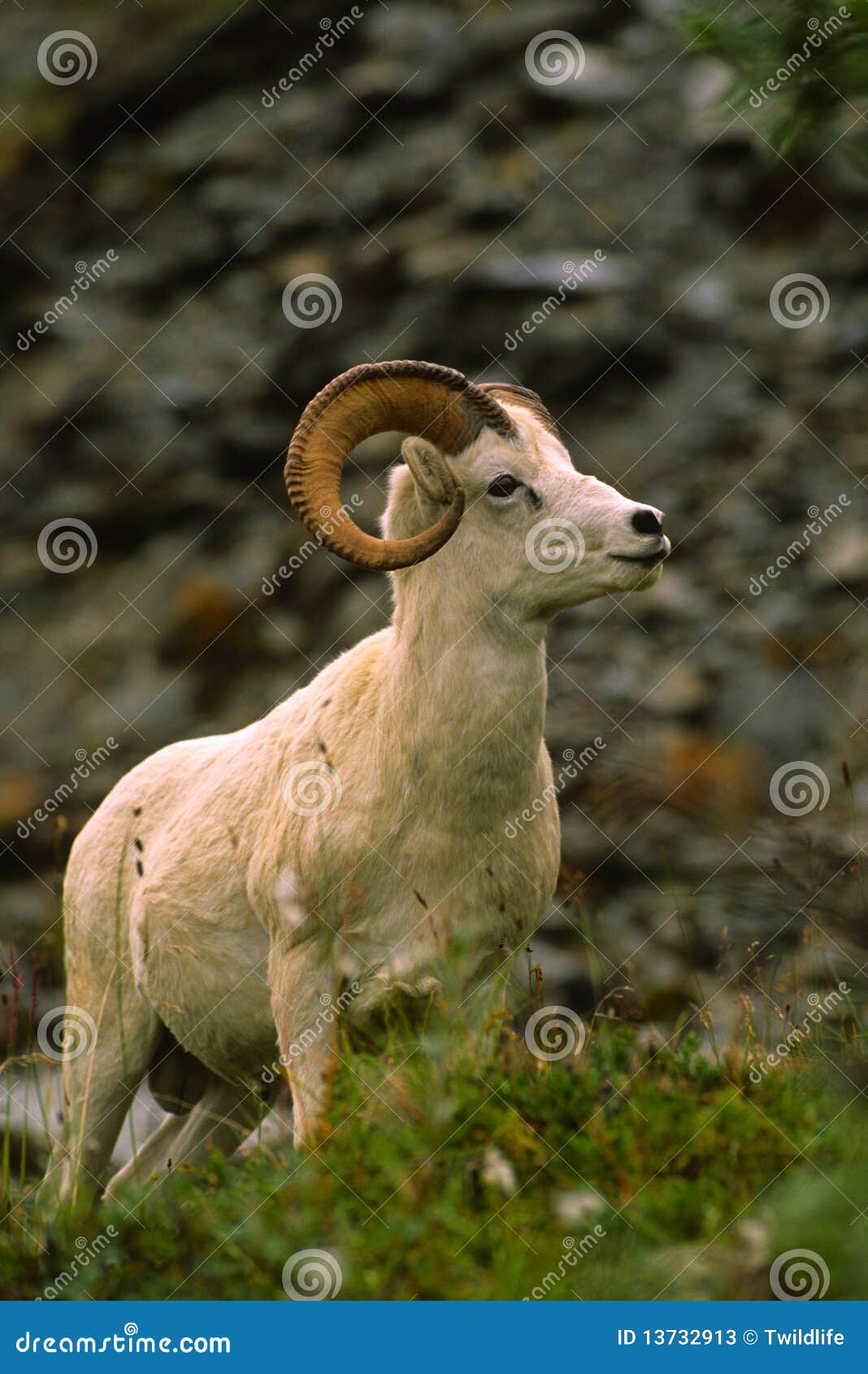 Dall Sheep Ram stock image. Image of animal, dall, alaska - 13732913