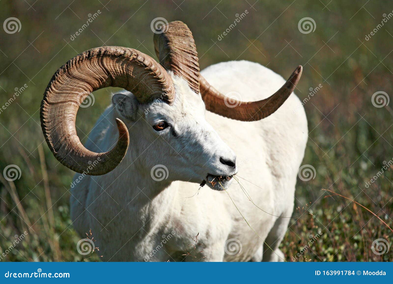 Dall sheep ram. Alaska. stock photo. Image of mammal - 163991784