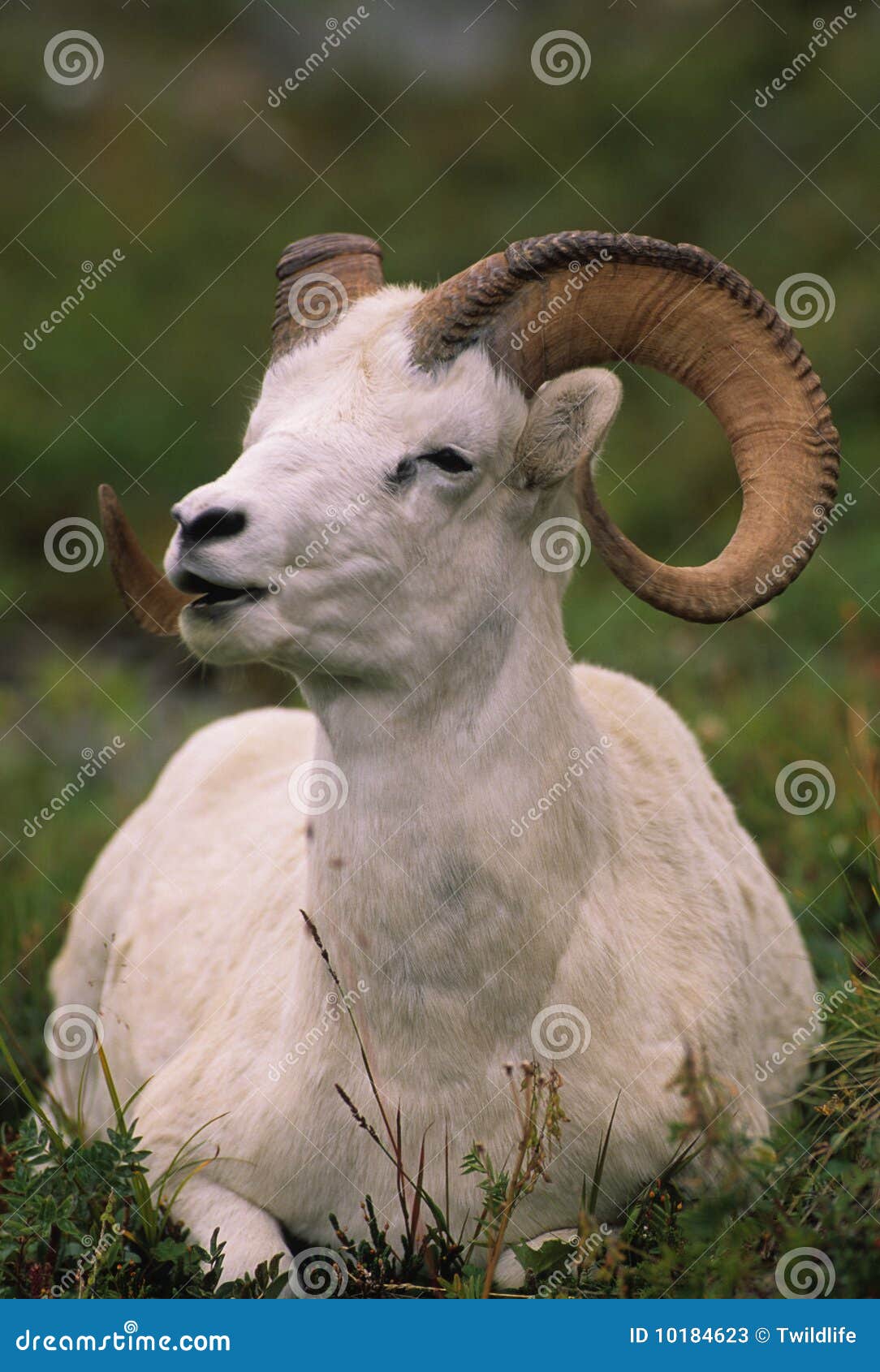 Dall Sheep Ram Bedded stock image. Image of sheep, mountains - 10184623