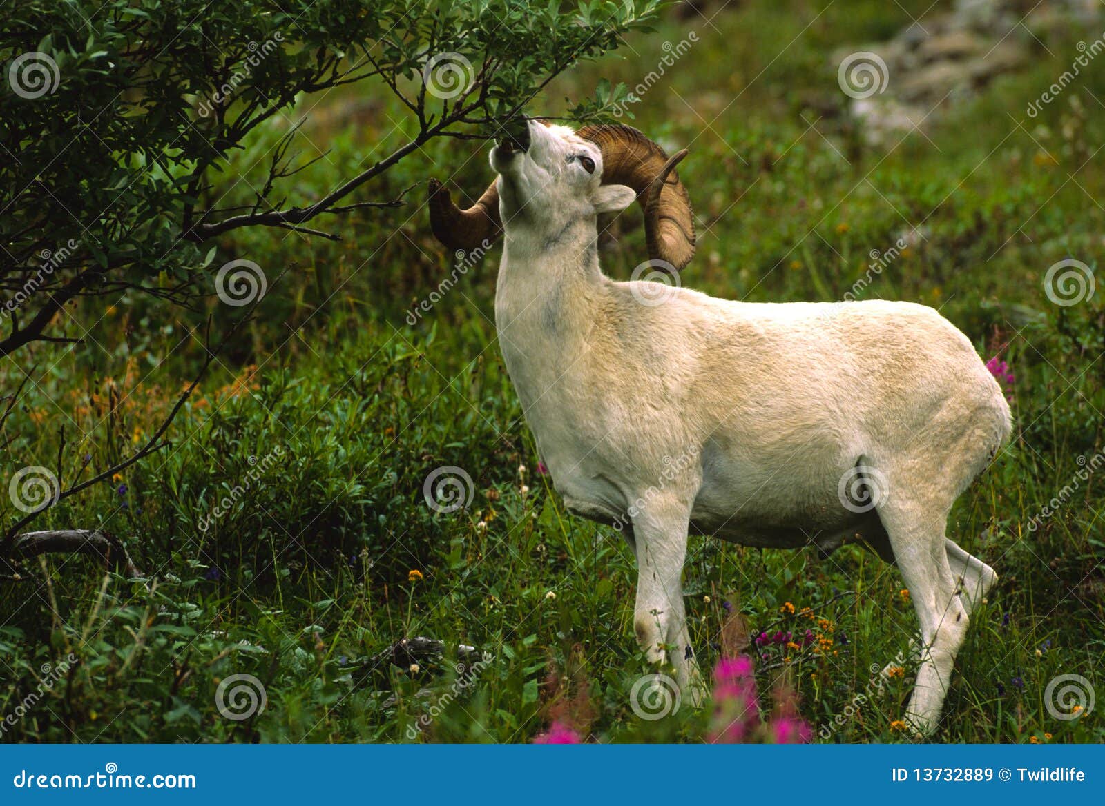 Dall Sheep Ram Eating stock image. Image of dall, mountains - 13732889