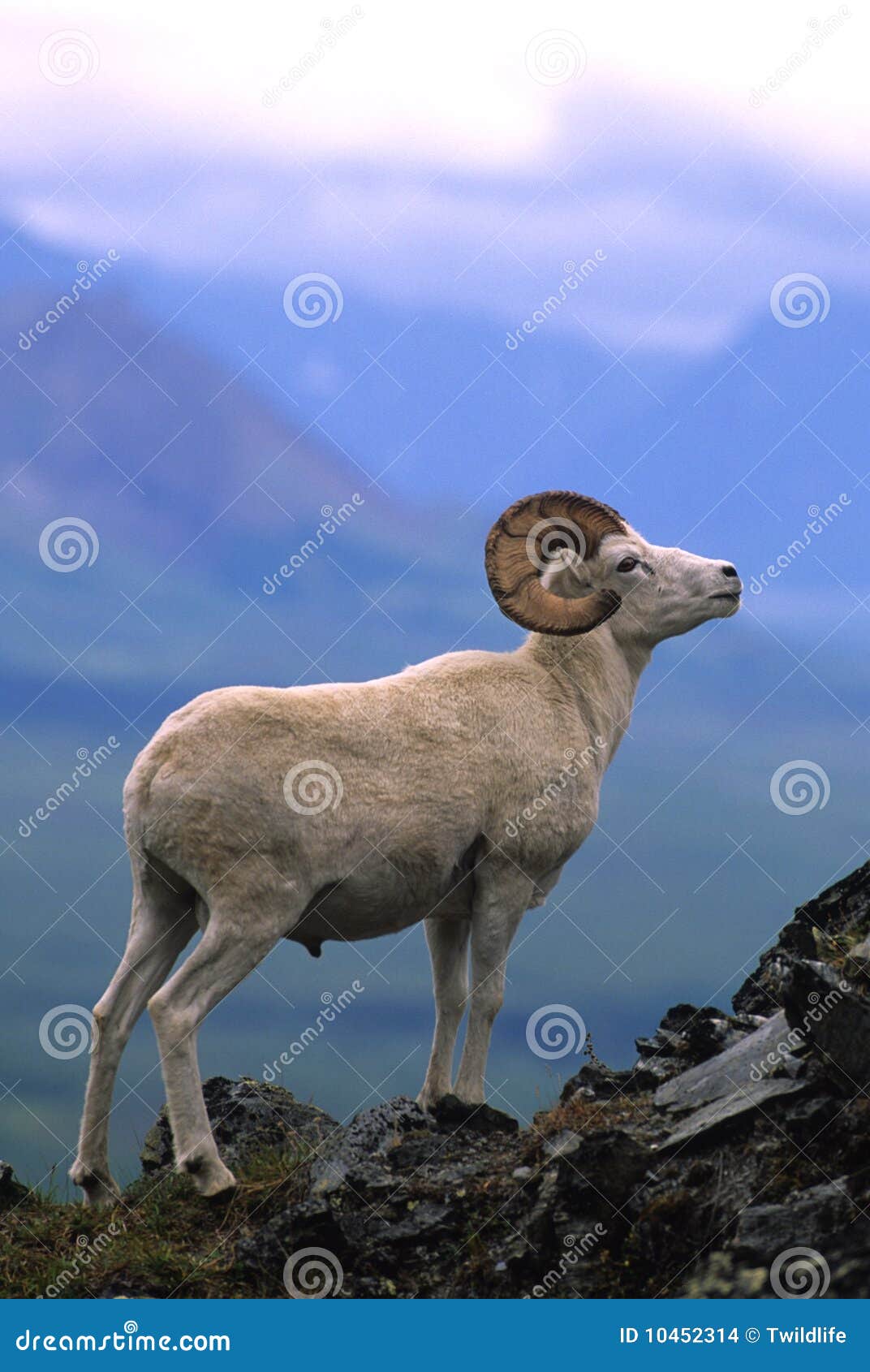 Dall Sheep Ram on Ridge stock photo. Image of wildlife - 10452314