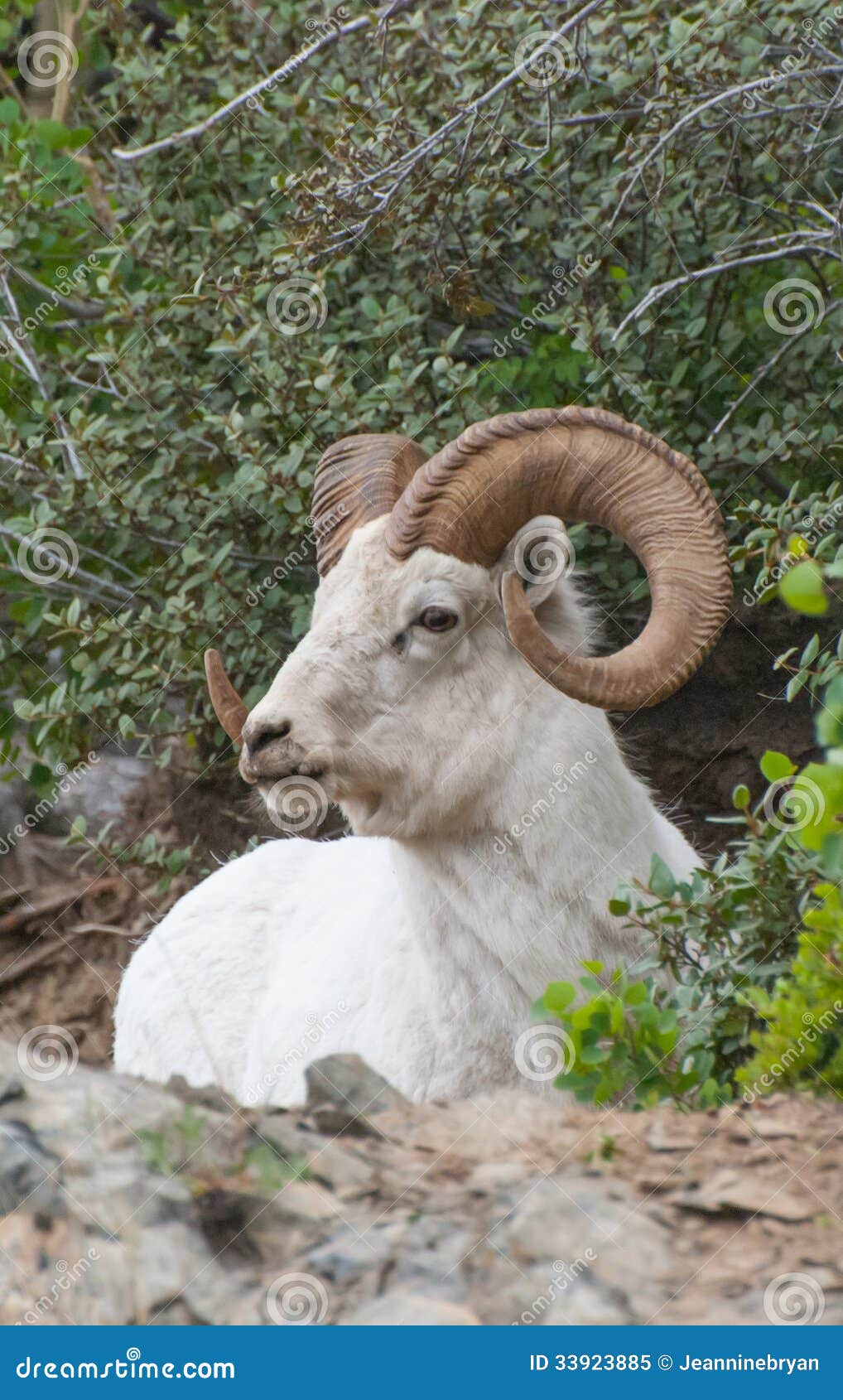 Dall Sheep Ram stock image. Image of animal, park, male - 33923885
