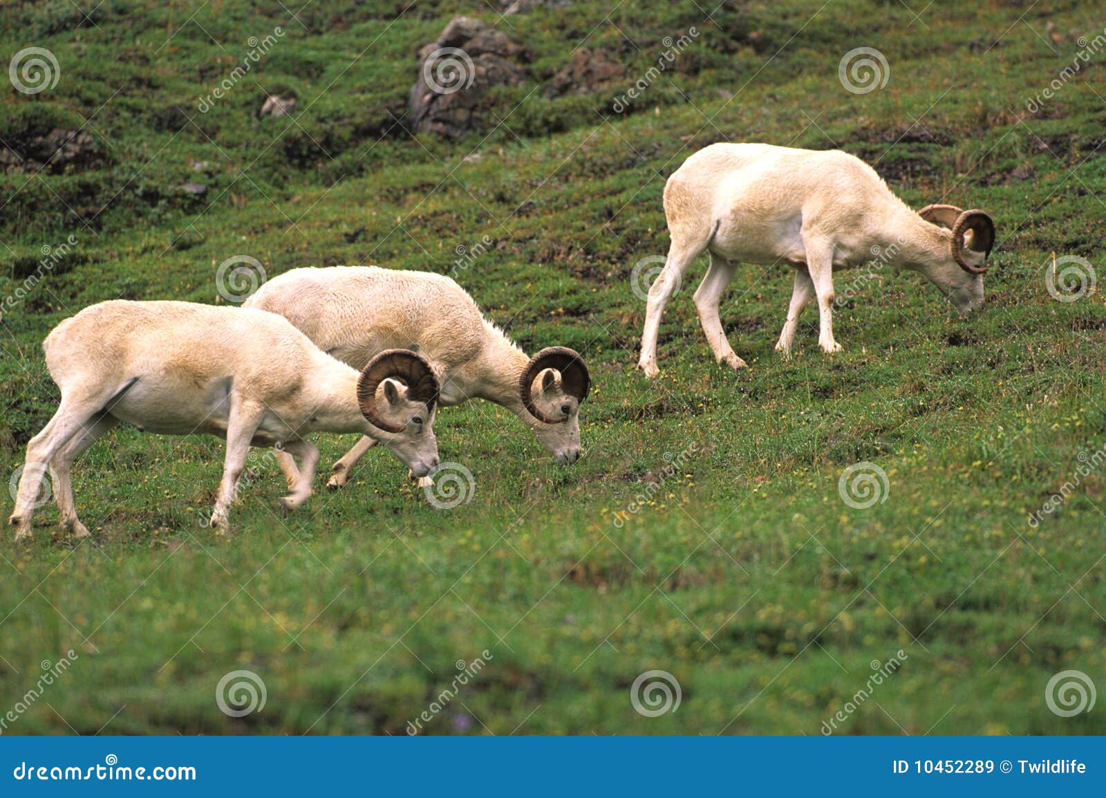 Dall Sheep Rams Feeding stock image. Image of park, alaska - 10452289