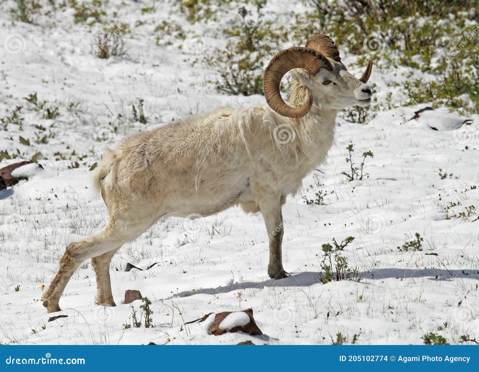 Dall sheep, Ovis dalli stock photo. Image of ovis, alaska - 205102774