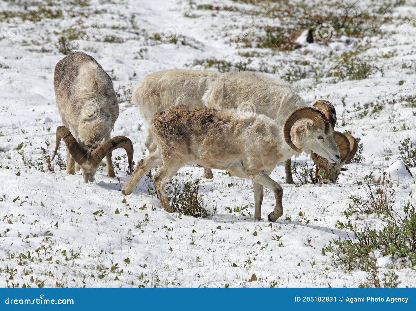 Dall sheep, Ovis dalli stock image. Image of noordamerika - 205102831