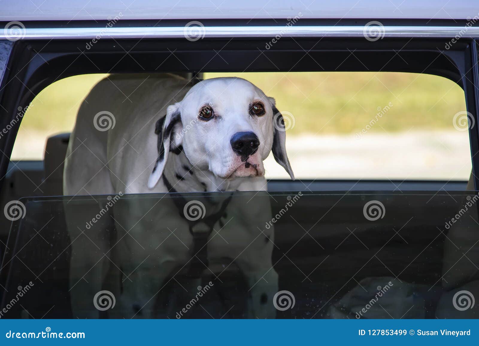 Dog Car Window Down Stock Photos - Free & Royalty-Free Stock Photos ...