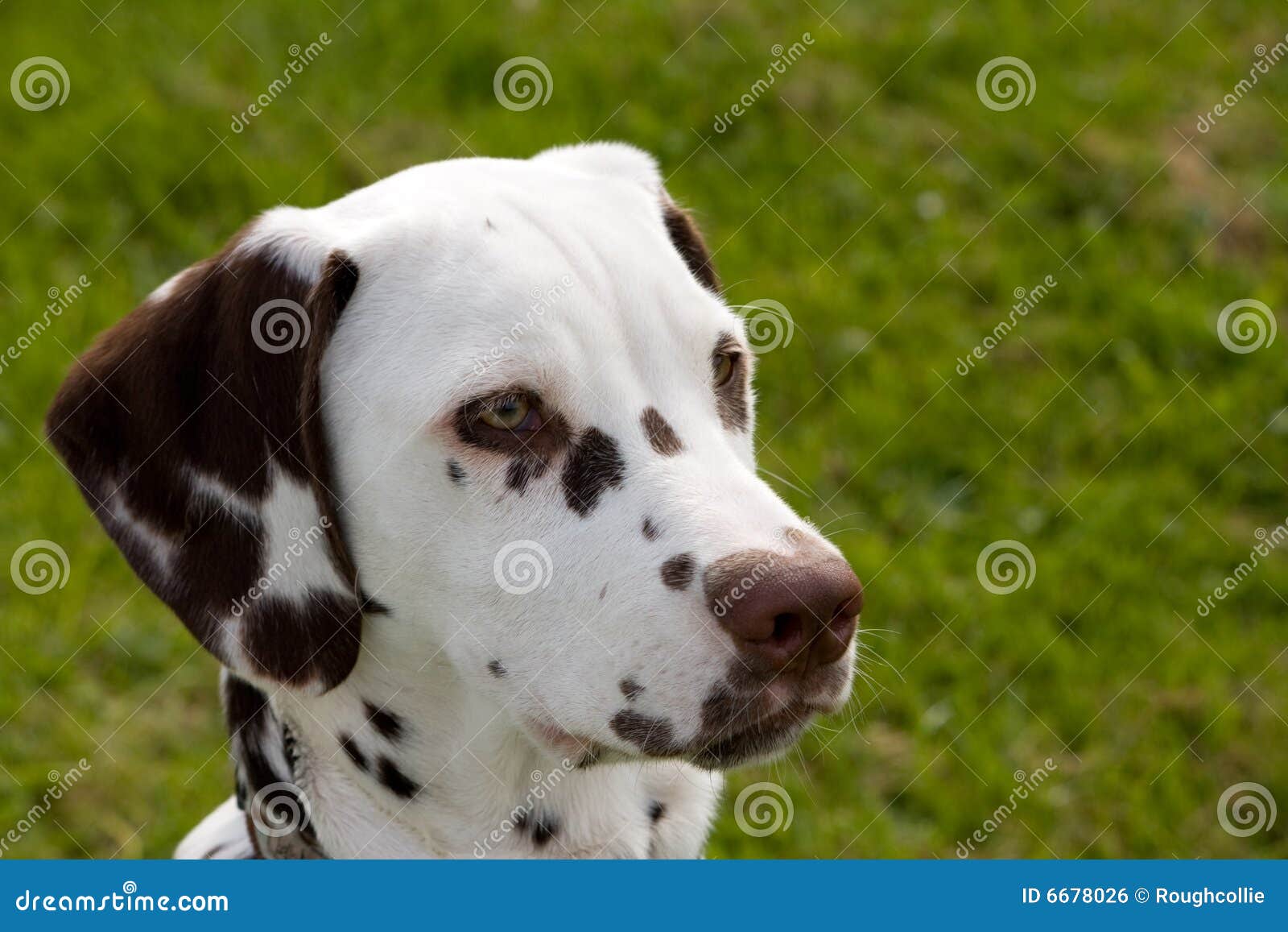 Dalmatian stock photo. Image of animal, canines, breeds - 6678026