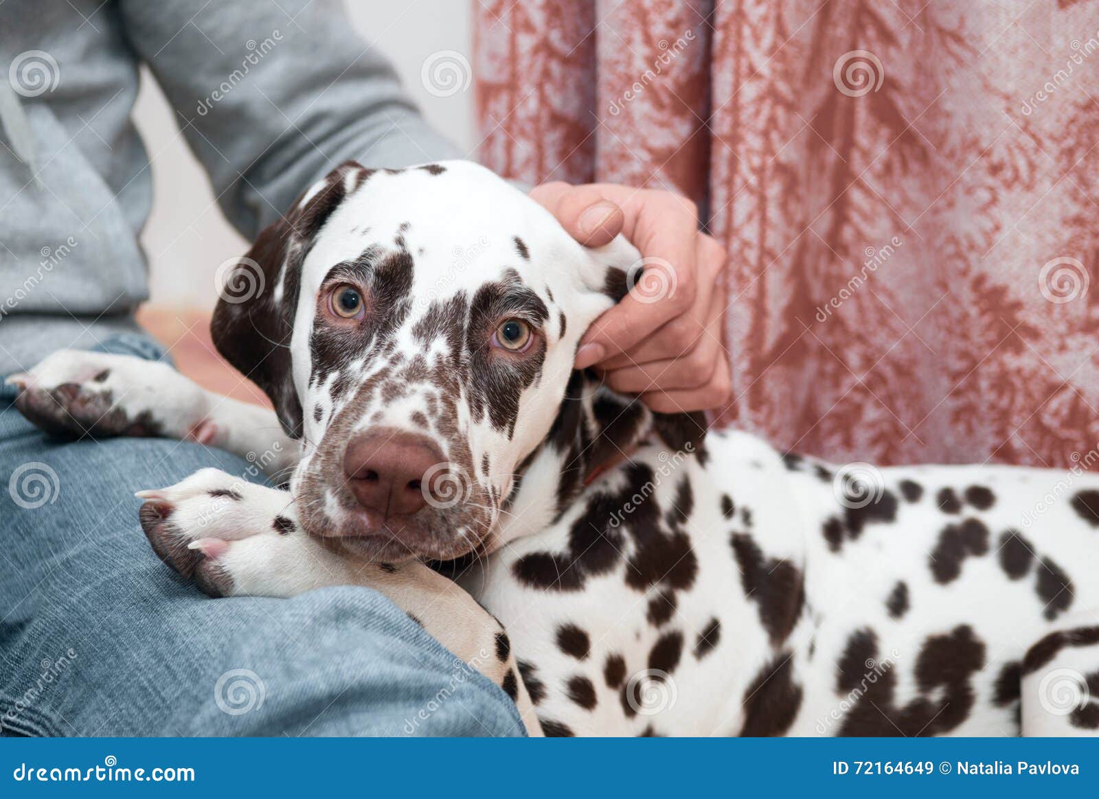 Dalmatian stock image. Image of close, looking, eyes - 72164649