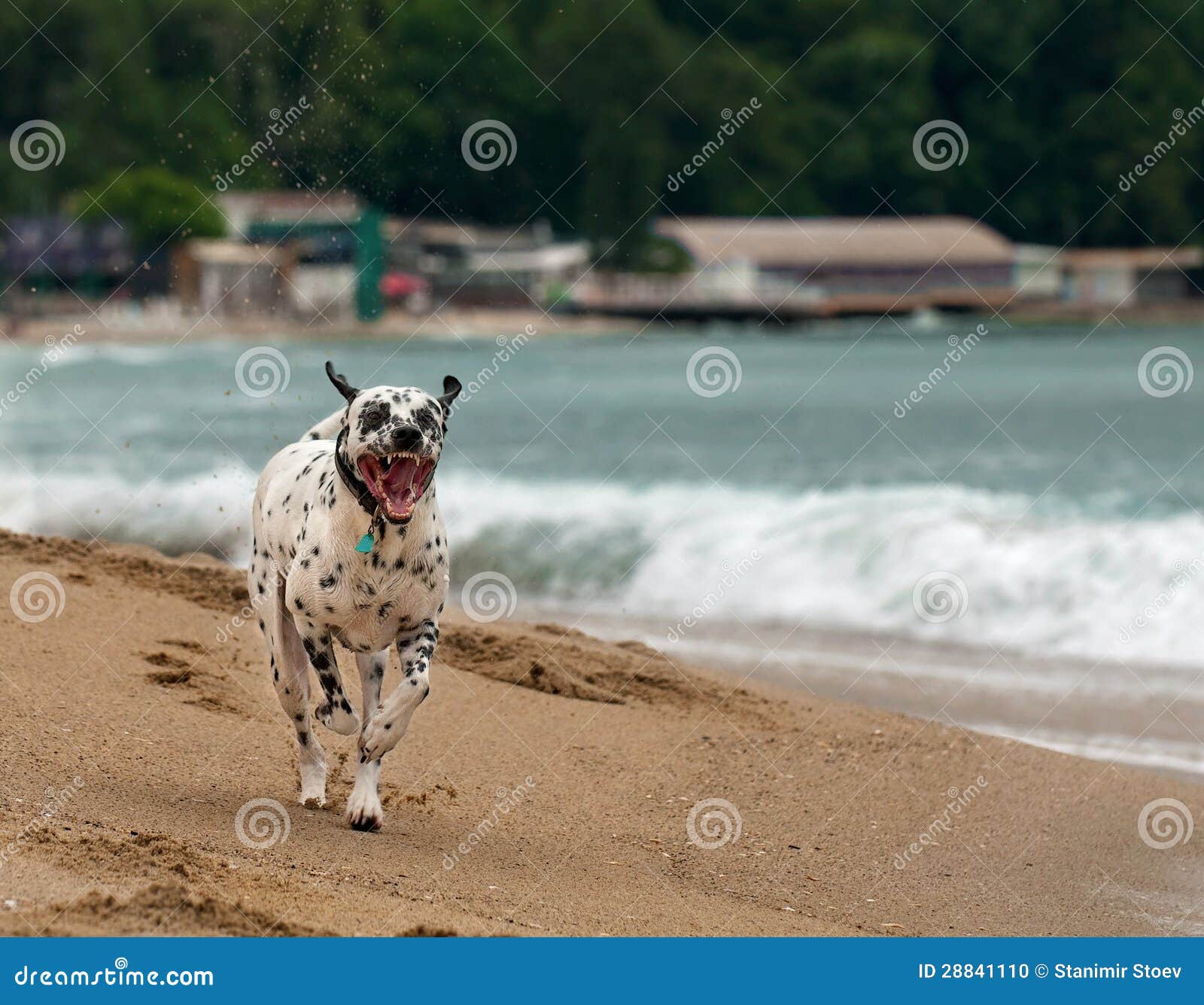 Dalmatian dog stock photo. Image of ears, nature, playing - 28841110