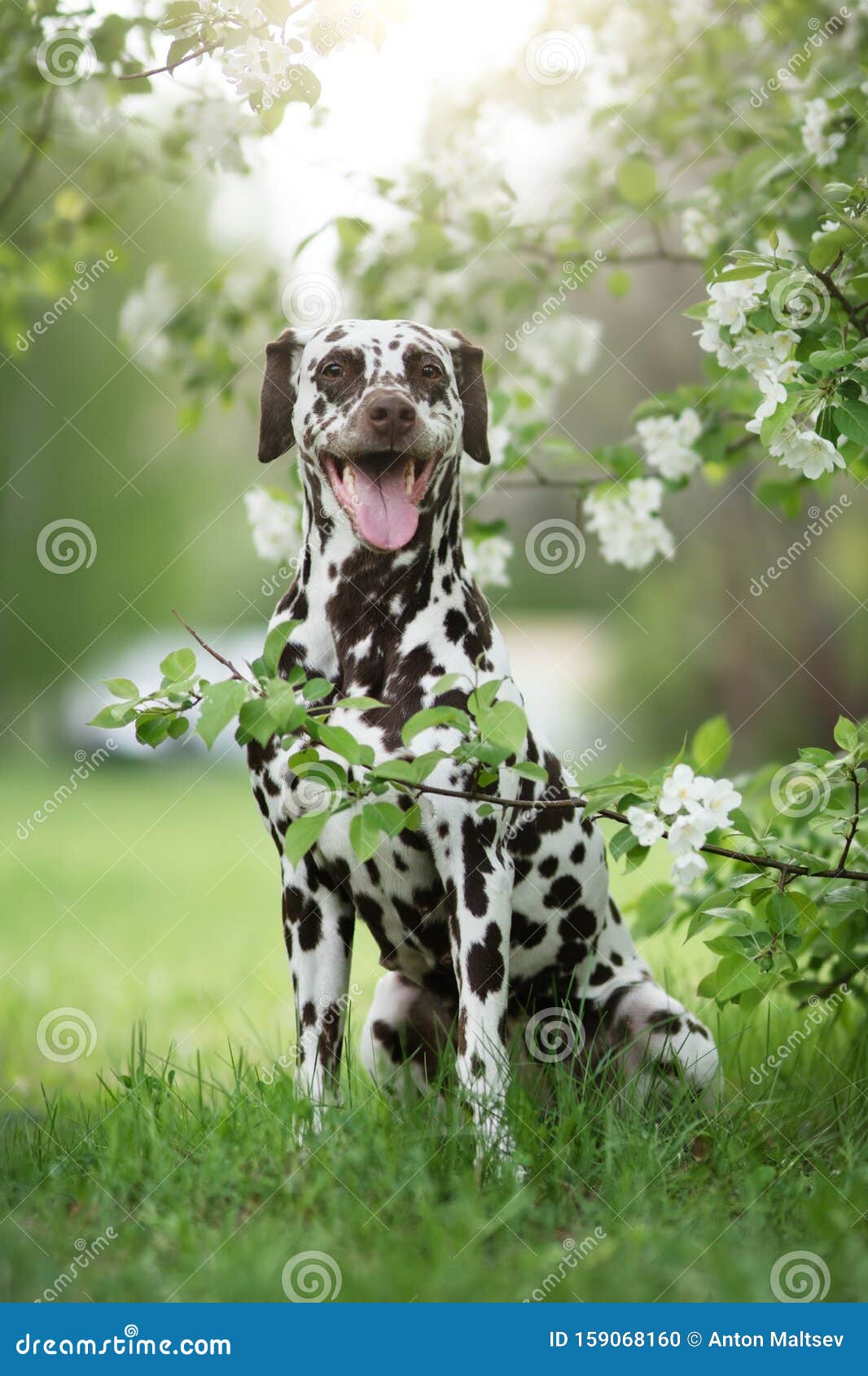 Dalmatian dog stock photo. Image of apple, mammal, tree - 159068160