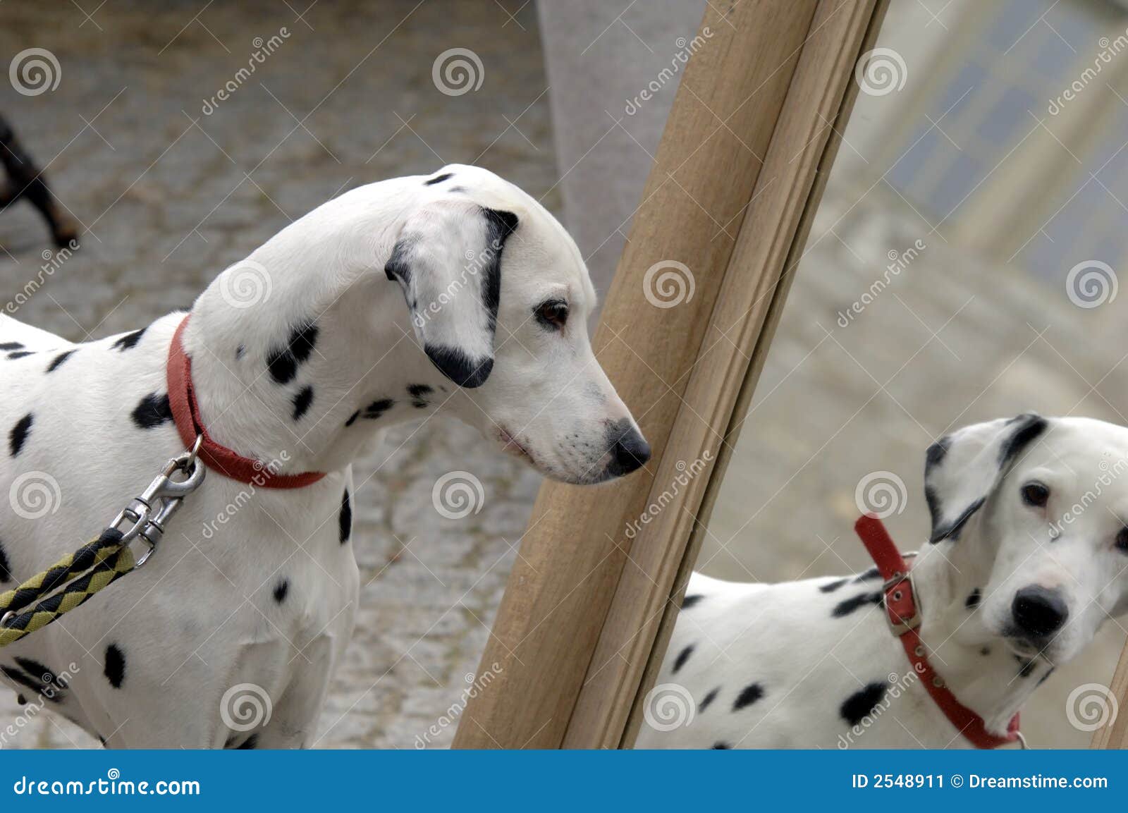 Dalmatian dog and mirror stock image. Image of dalmatian - 2548911